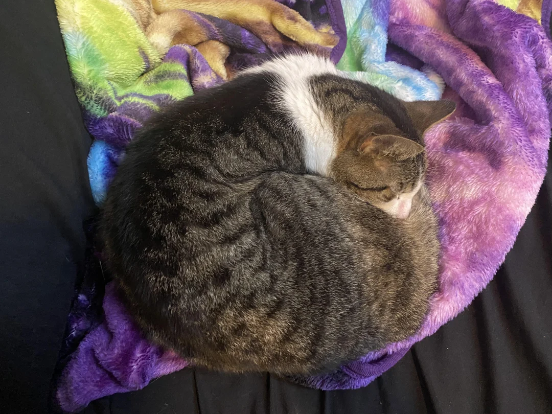 Sleepy Circle | Scrolller