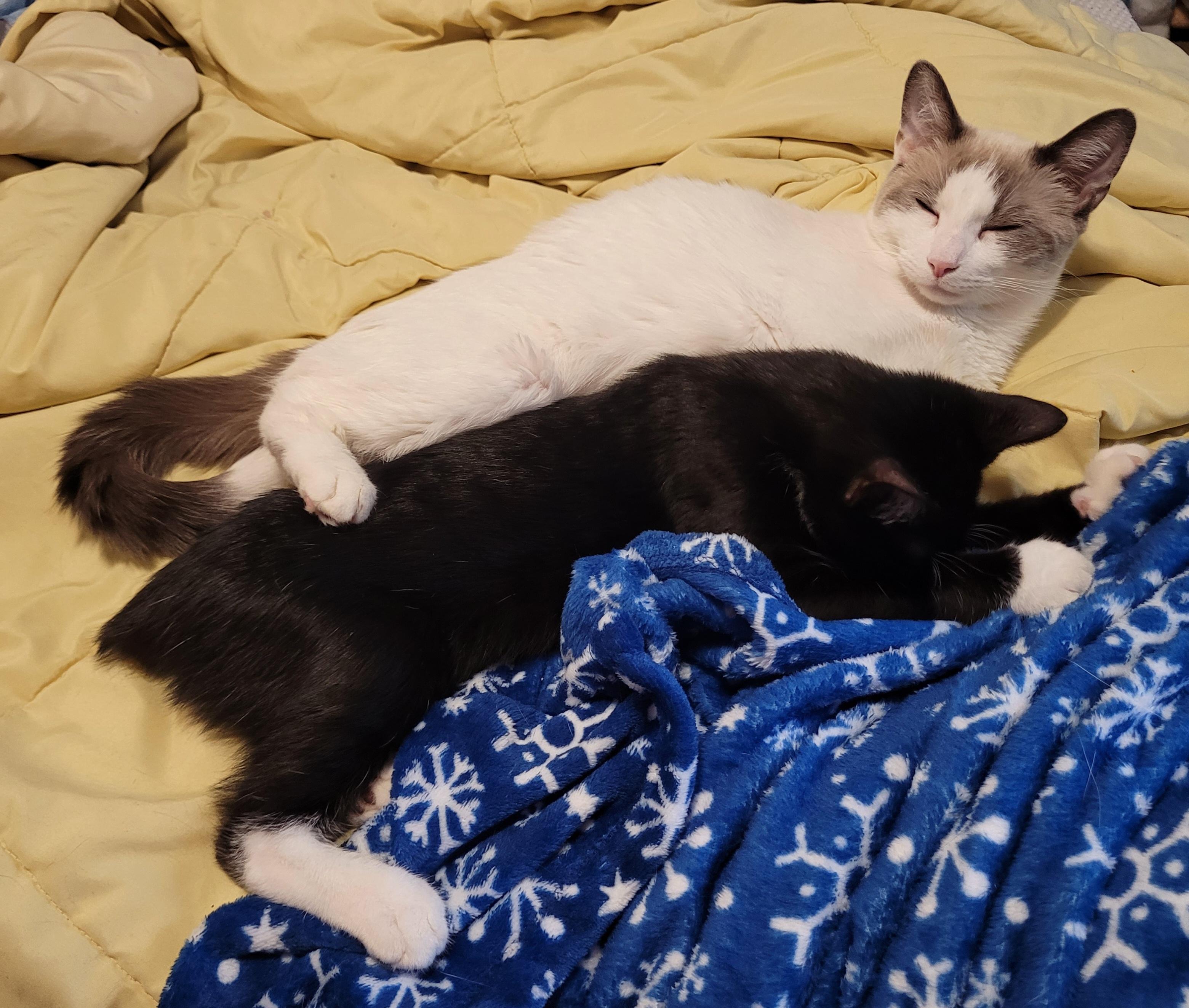 Buddies! | Scrolller