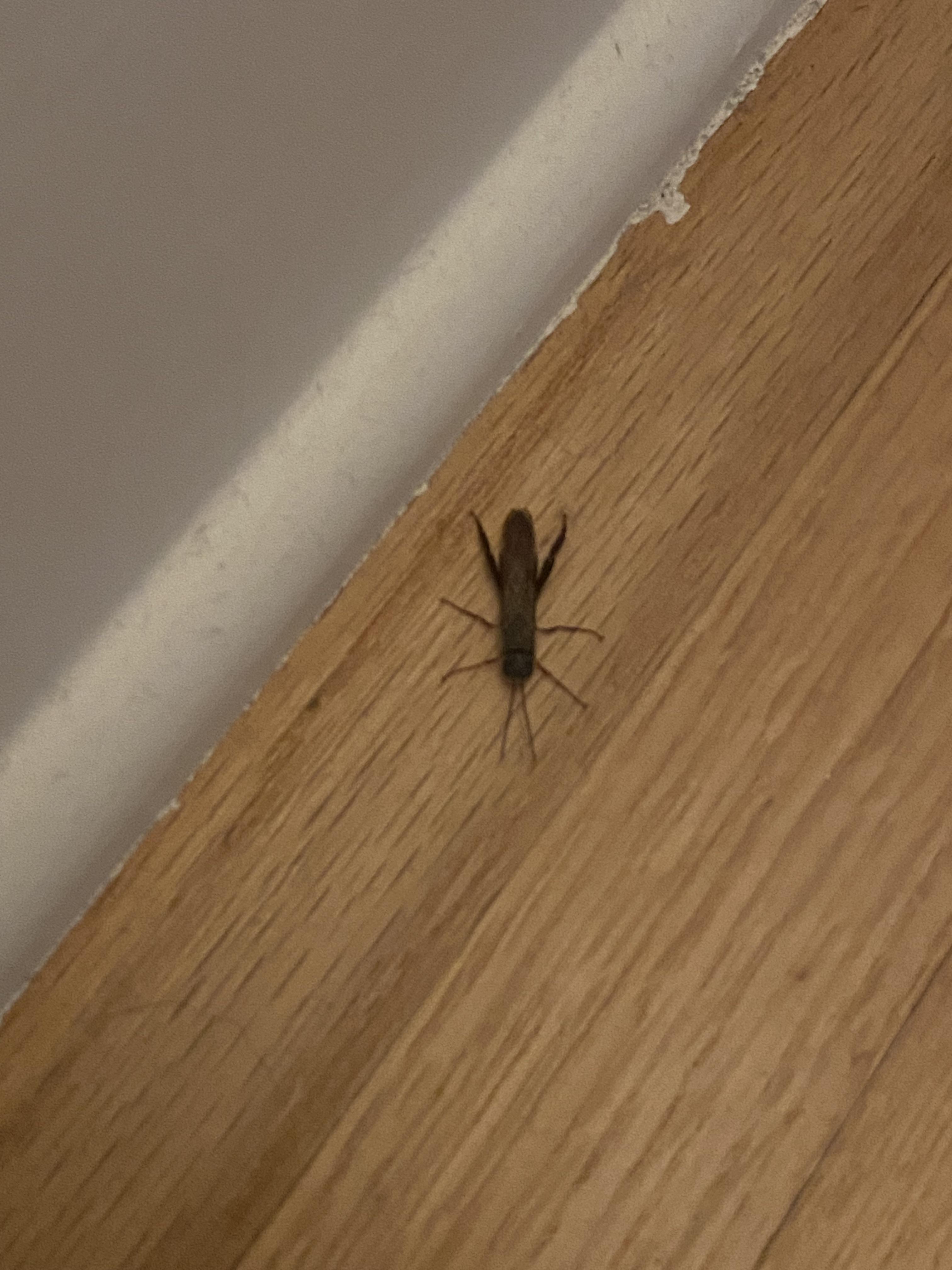 Discover more like Home: Is this a termite? and Related Content | Scrolller