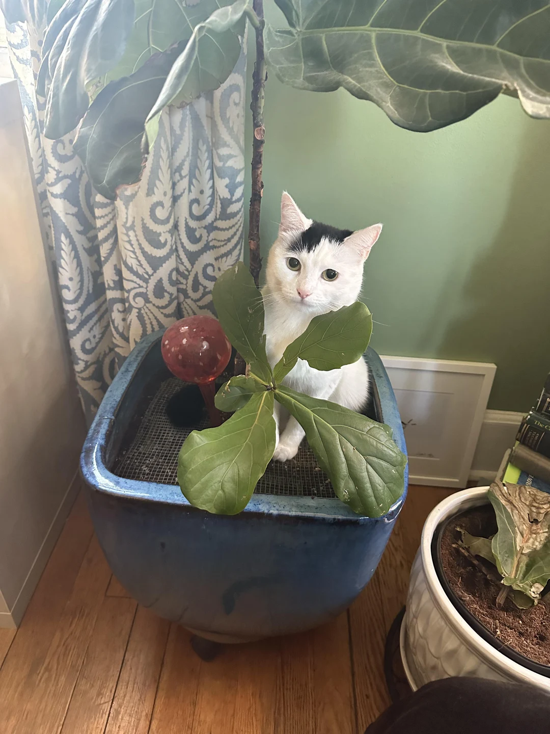 The fig has fruited! | Scrolller