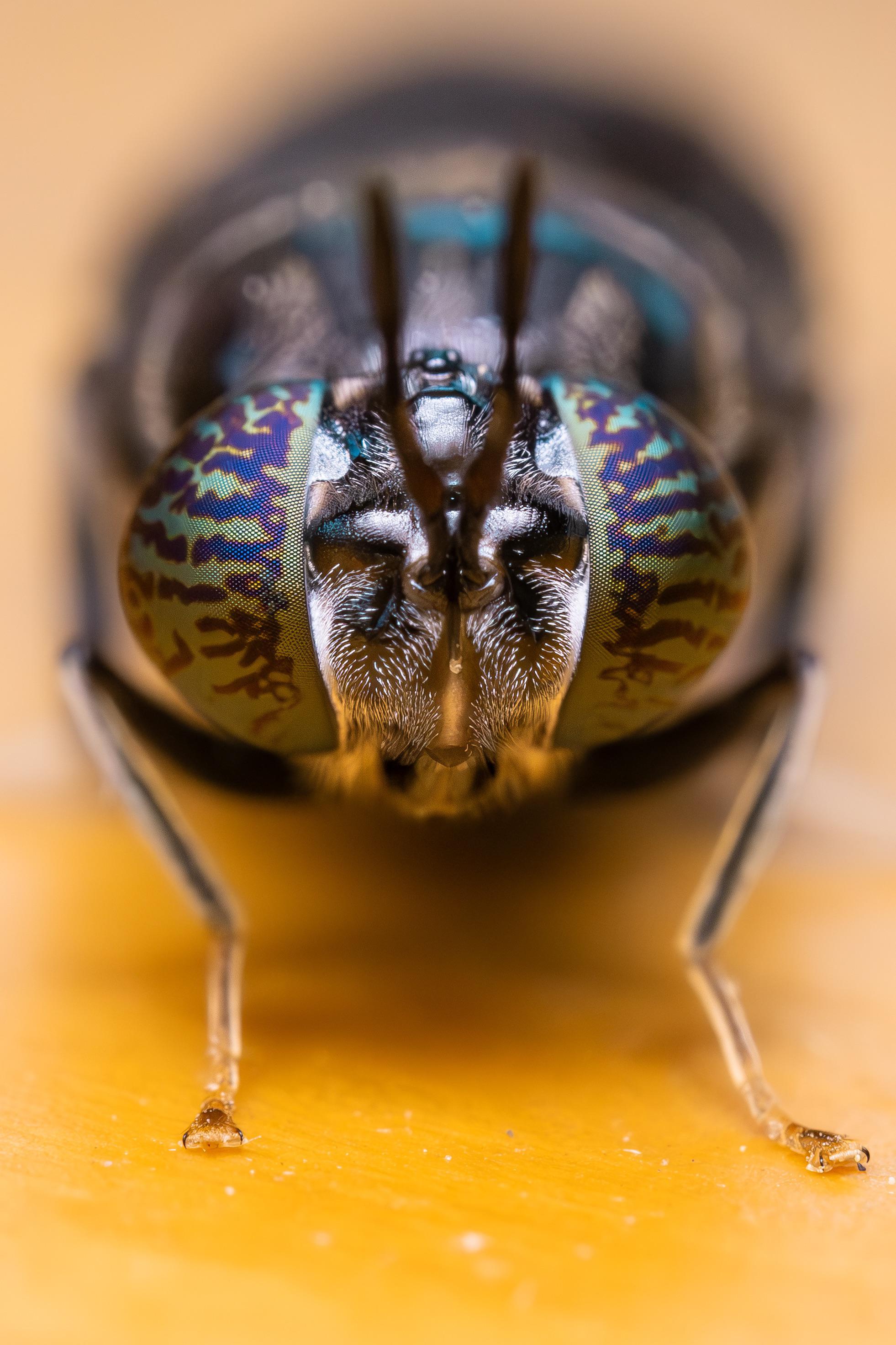 Black Soldier Fly | Scrolller