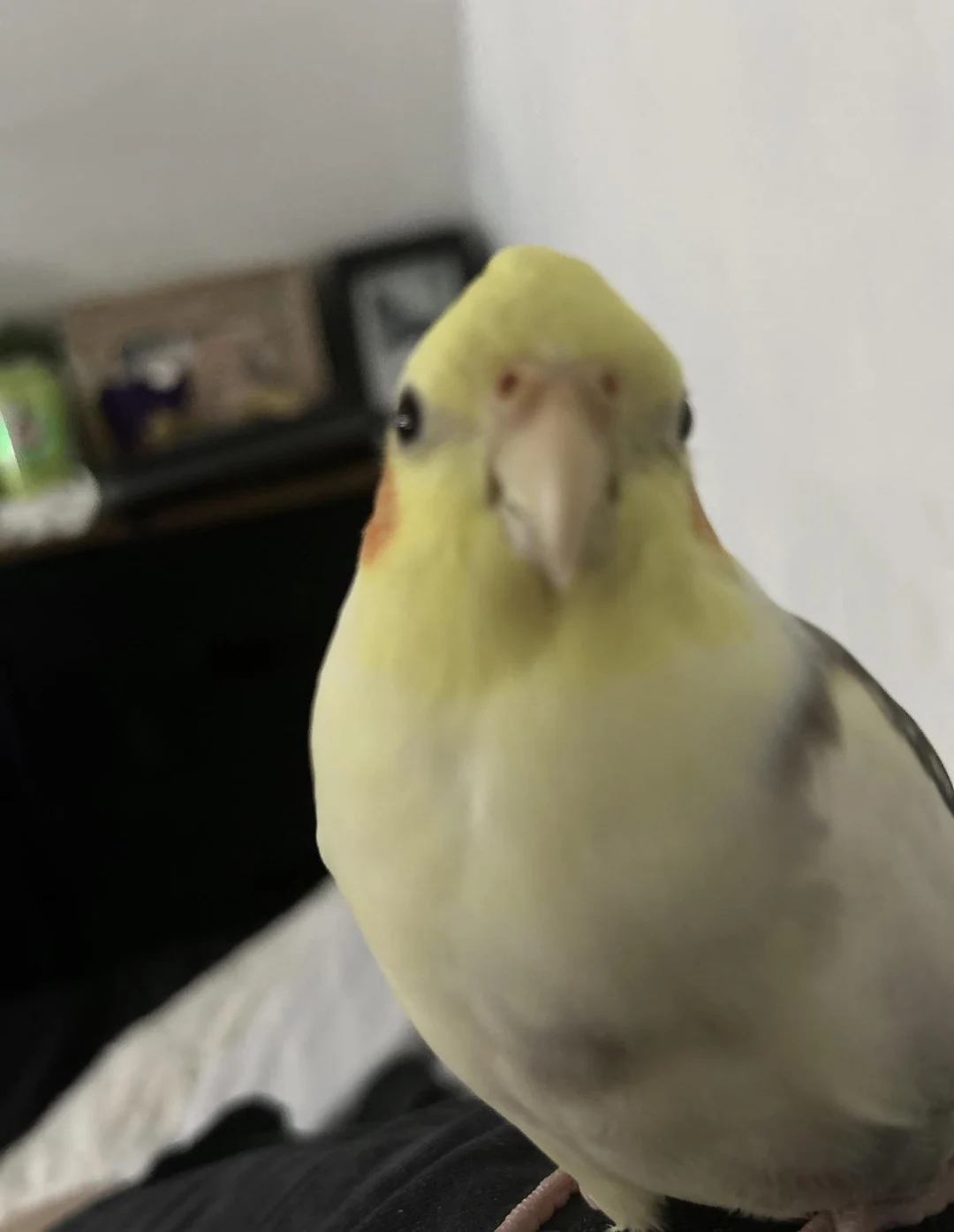 Pumpkin is very polite | Scrolller