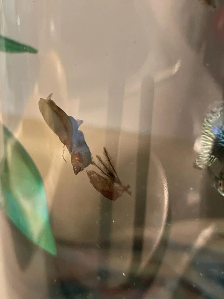 Fresh water bug | Scrolller