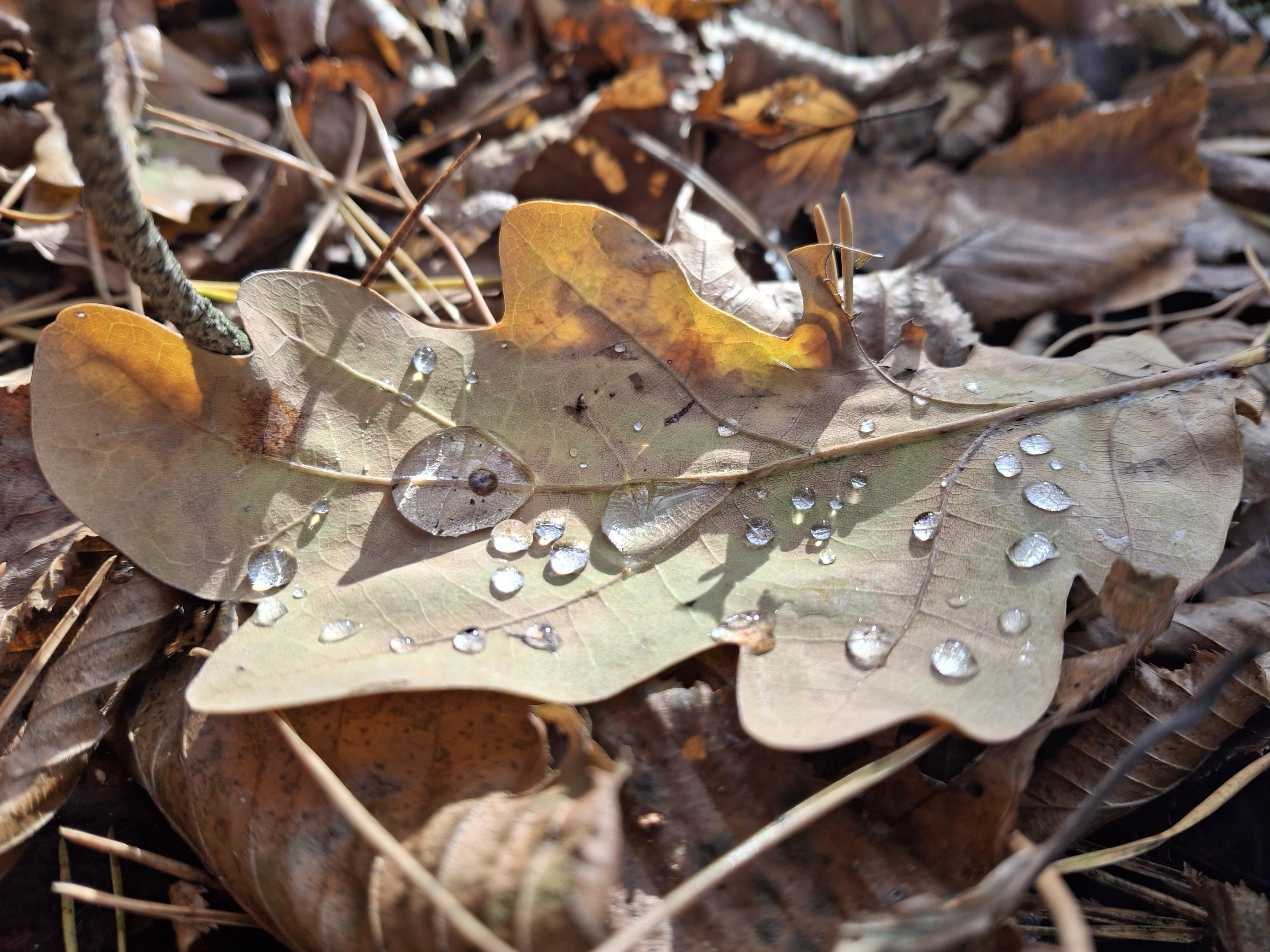 Discover more like Natureporn: Dew on the oak leaf. Belarus. [OC] and Related Content | Scrolller