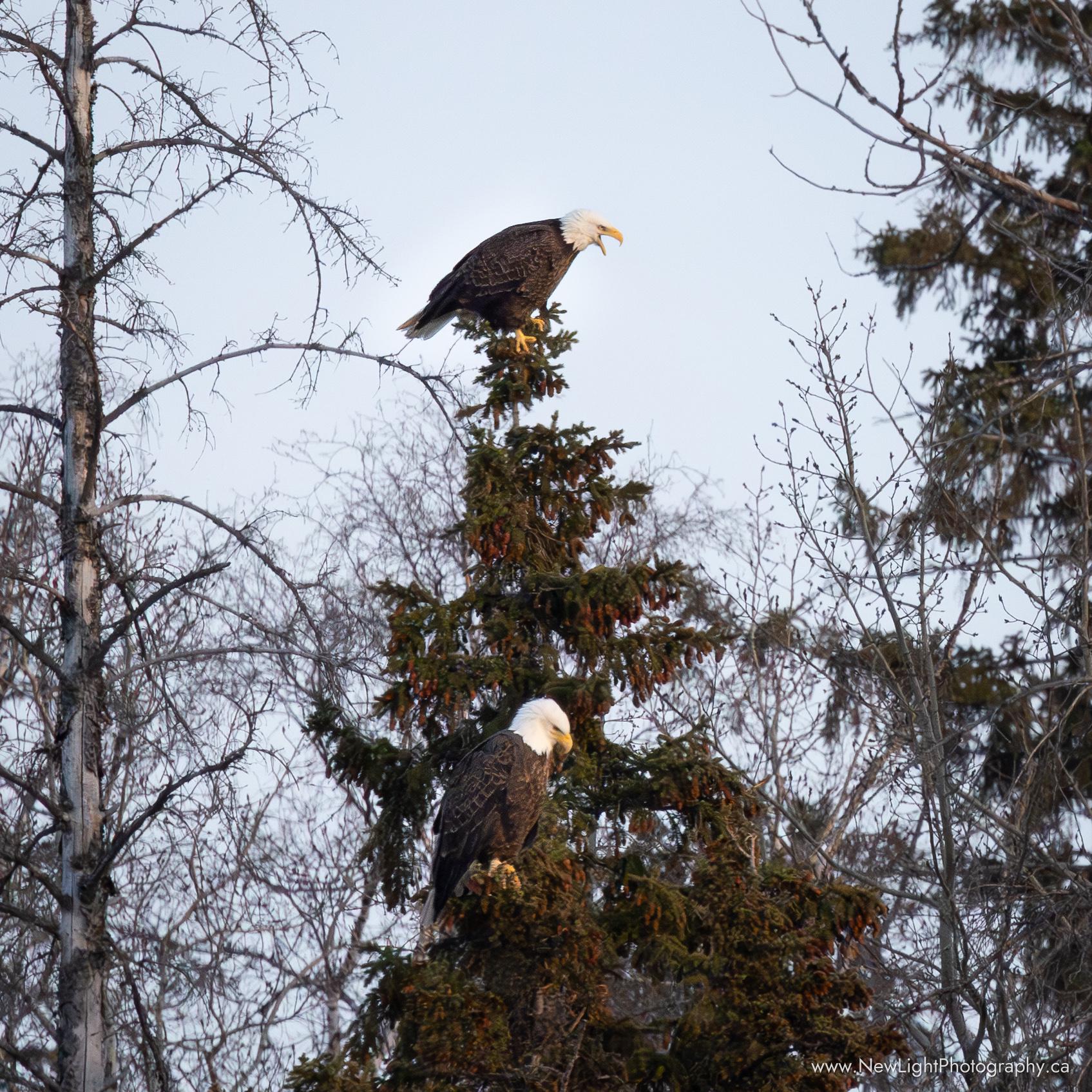 Spotted 2 bald eagles in the river valley this afternoon! | Scrolller