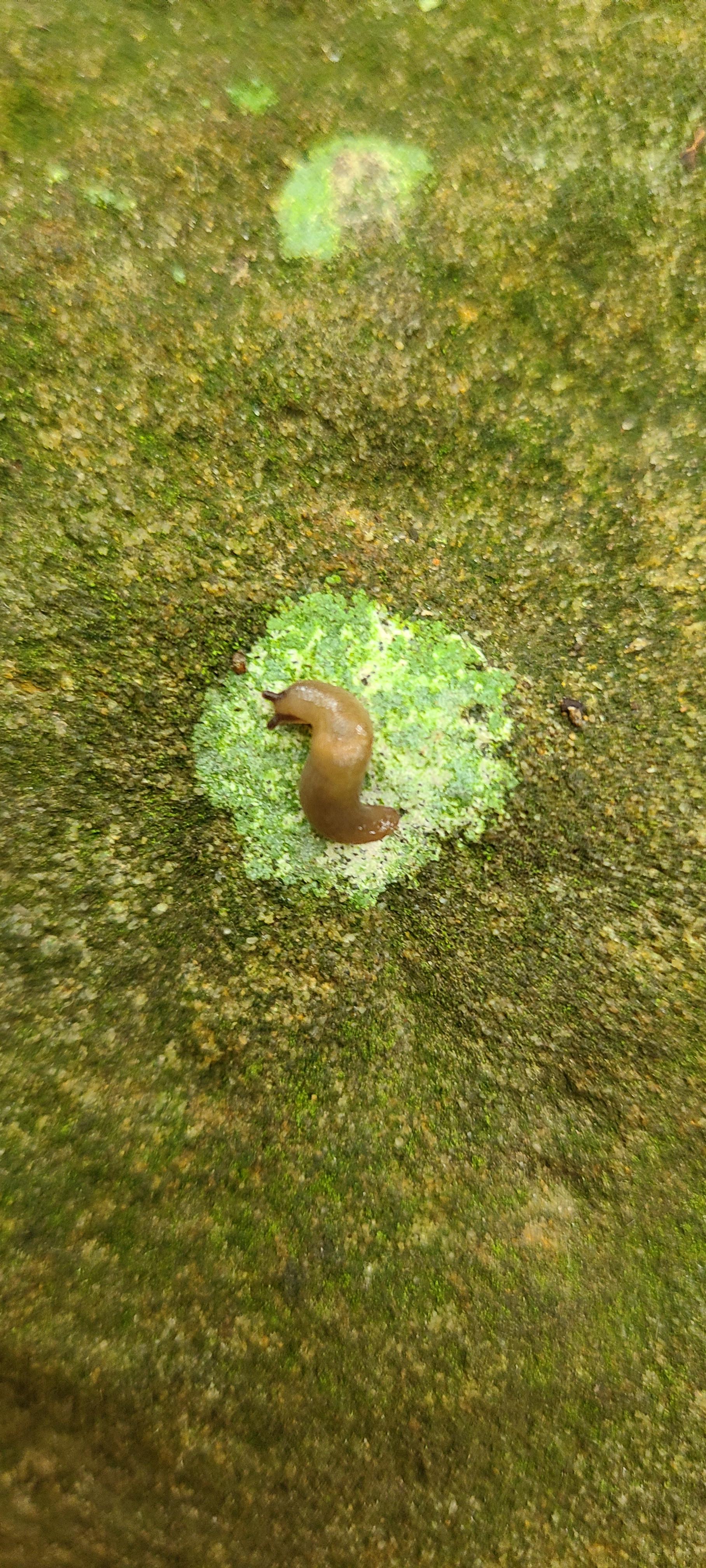 tiny slug on wild green carpet | Scrolller