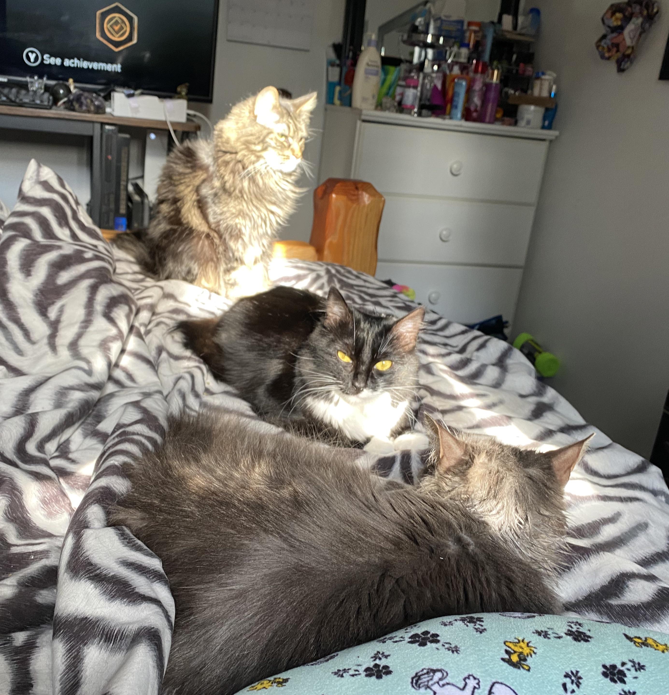 My three sunbathing beauties | Scrolller