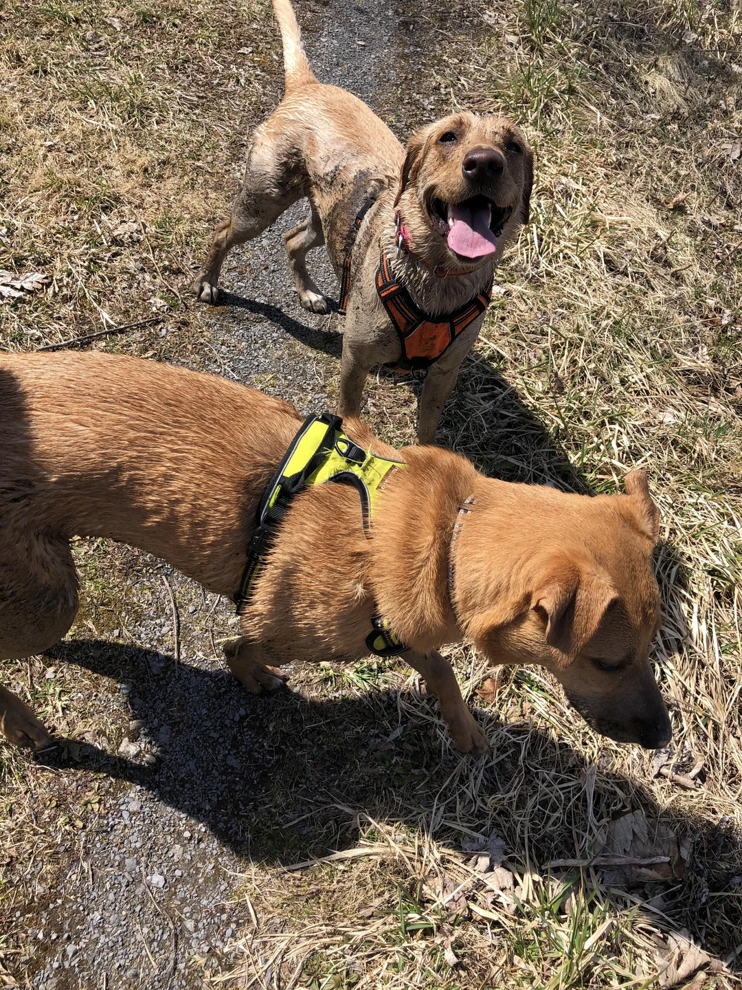 Fun in the mud | Scrolller