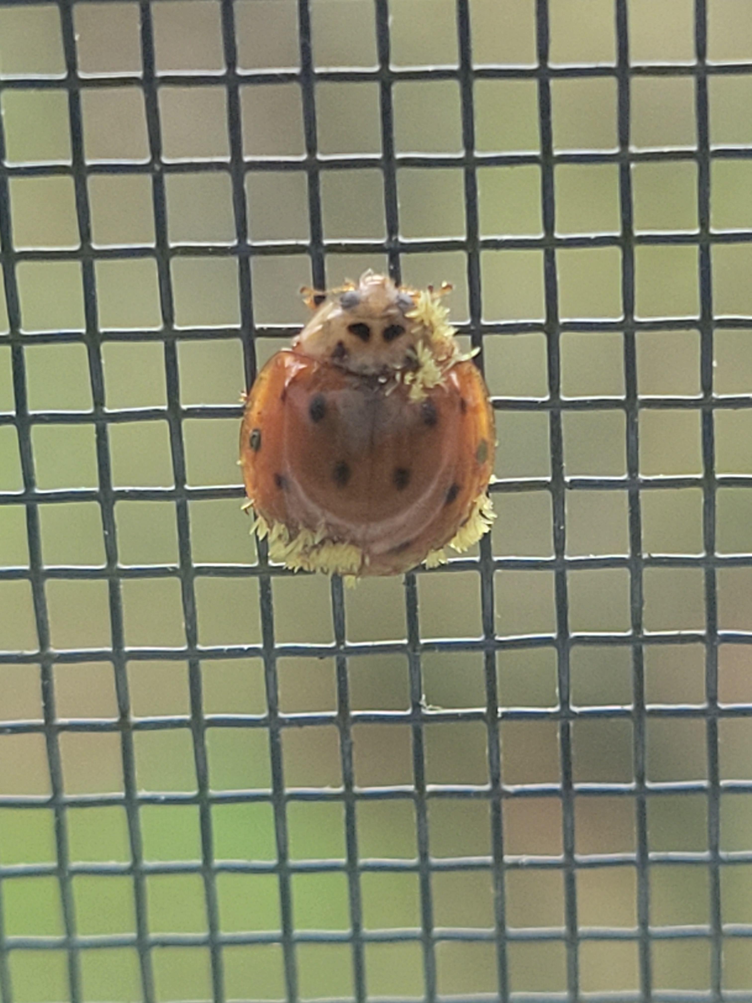 Does anyone know what the yellow fuzzy stuff on this ladybug is? | Scrolller