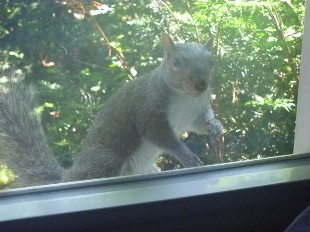 Summer Solstice Squirrel! | Scrolller