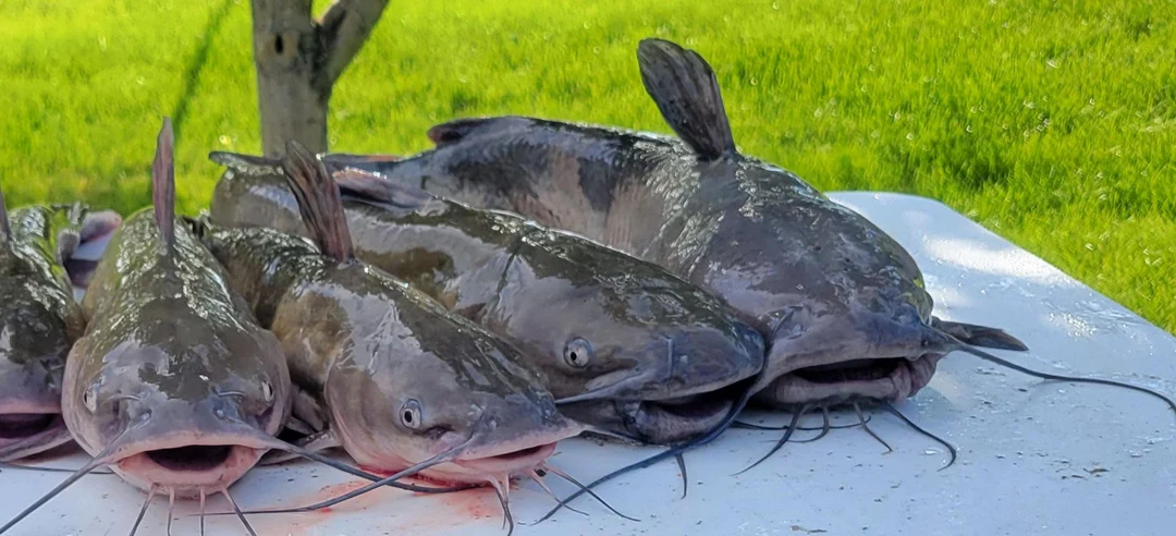 Difference between catfish | Scrolller