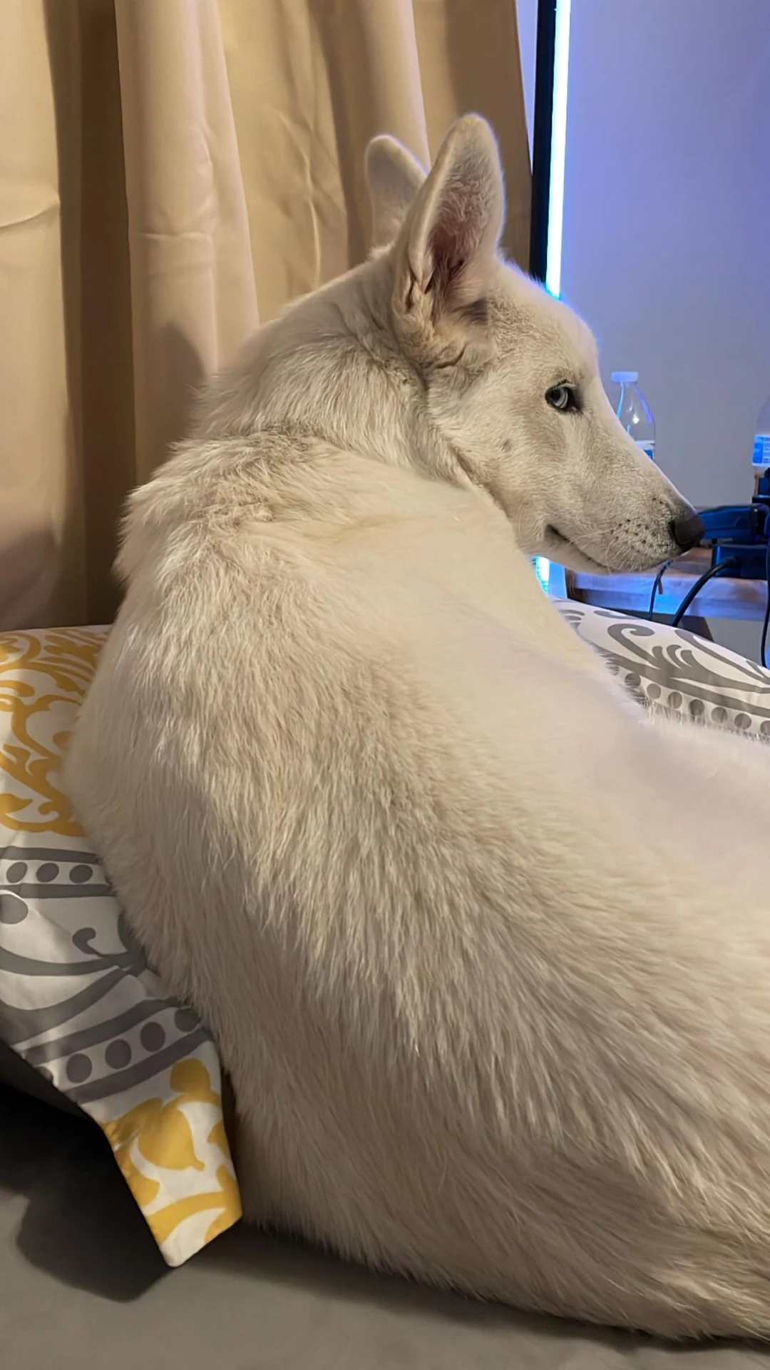 Aiko’s side eye | Scrolller