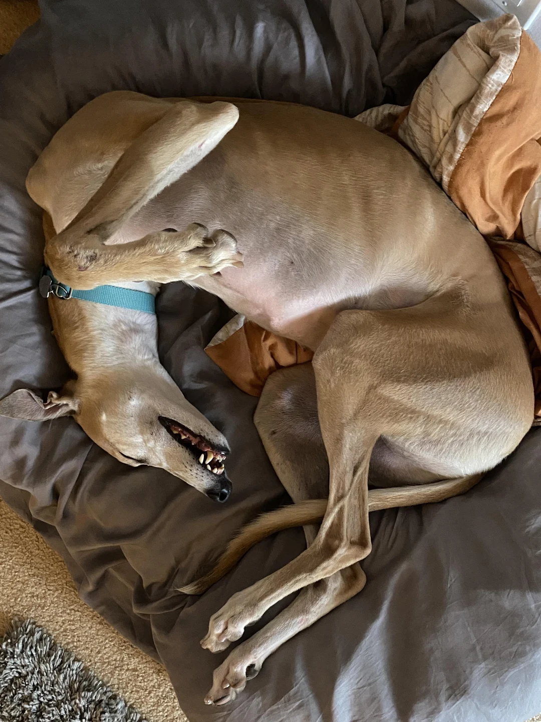 Tripawd smiles while taking a nap | Scrolller