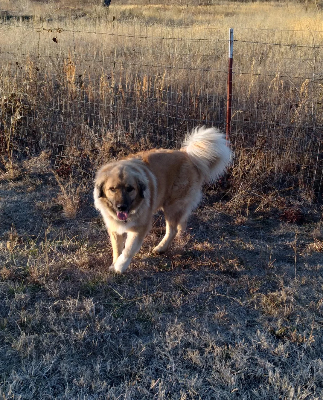 Oh lawd he comin! | Scrolller