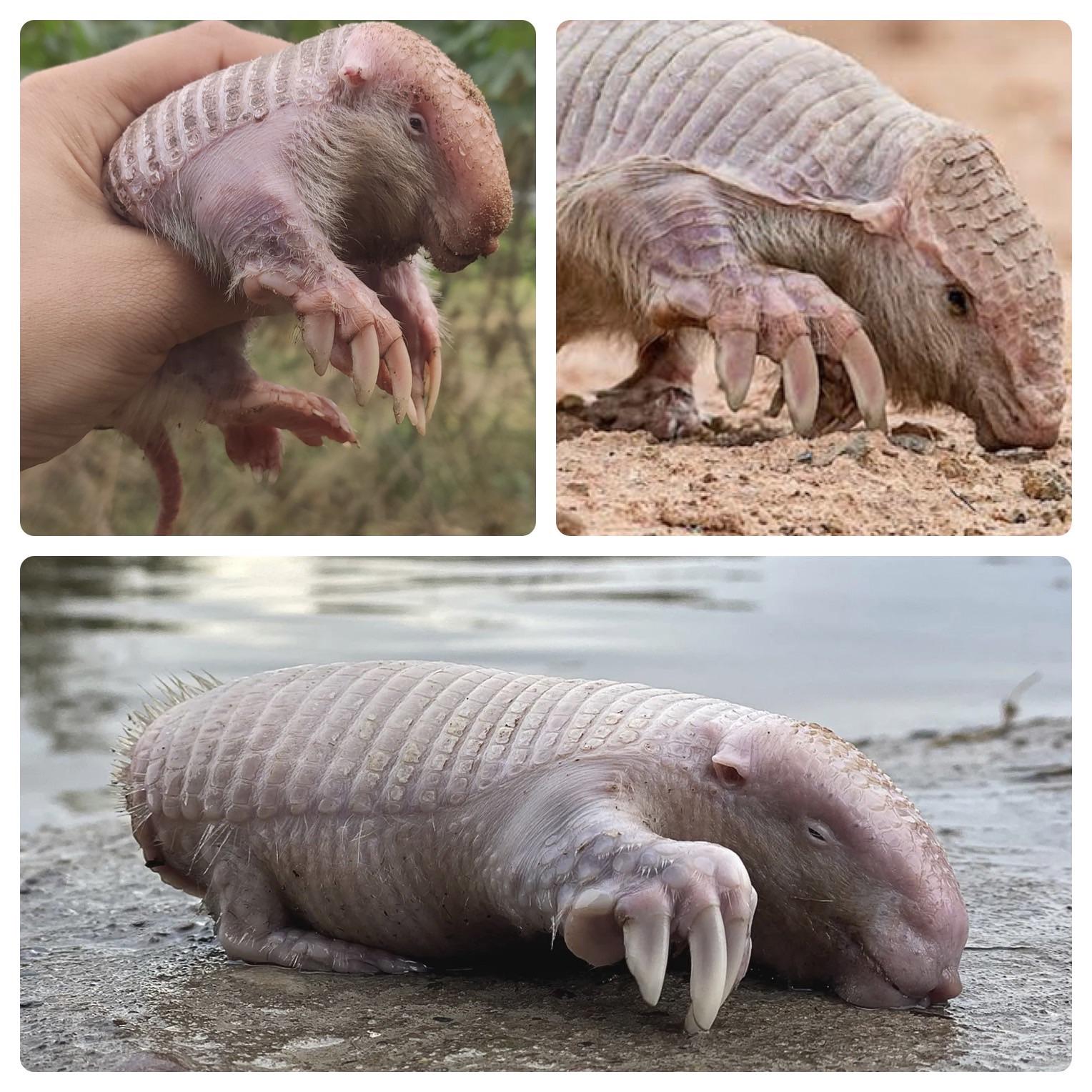 Chacoan fairy armadillo (Calyptophractus retusus) | Scrolller