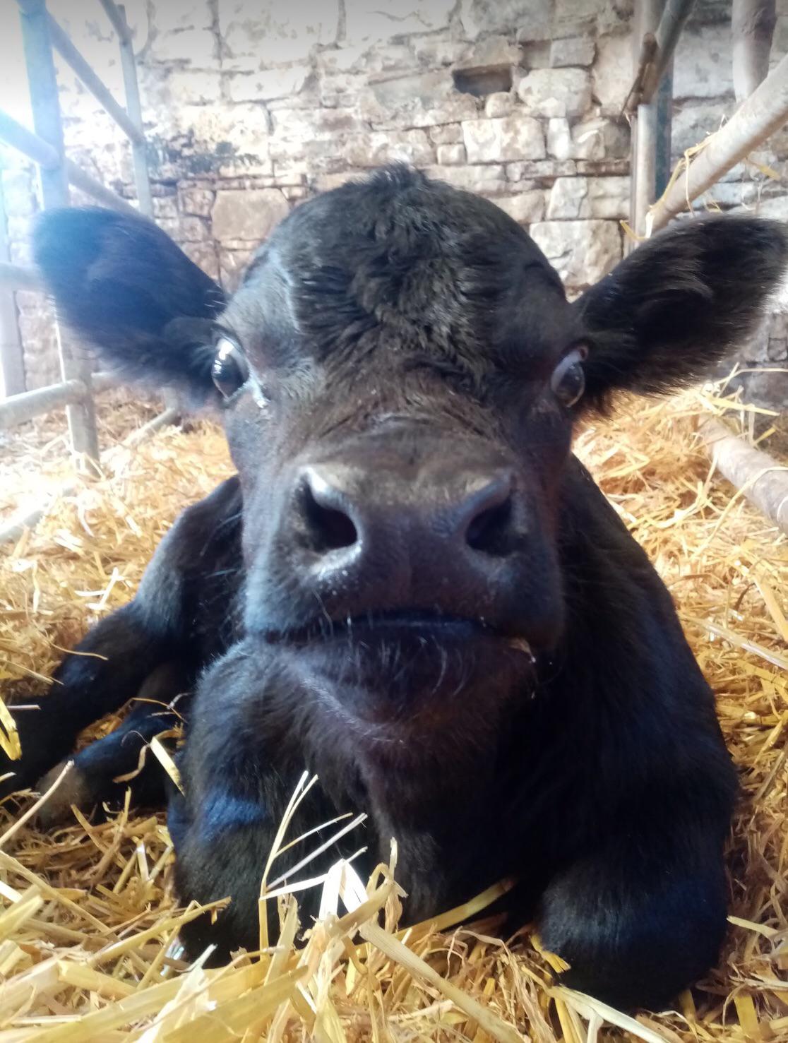 Rex when he was a calf | Scrolller