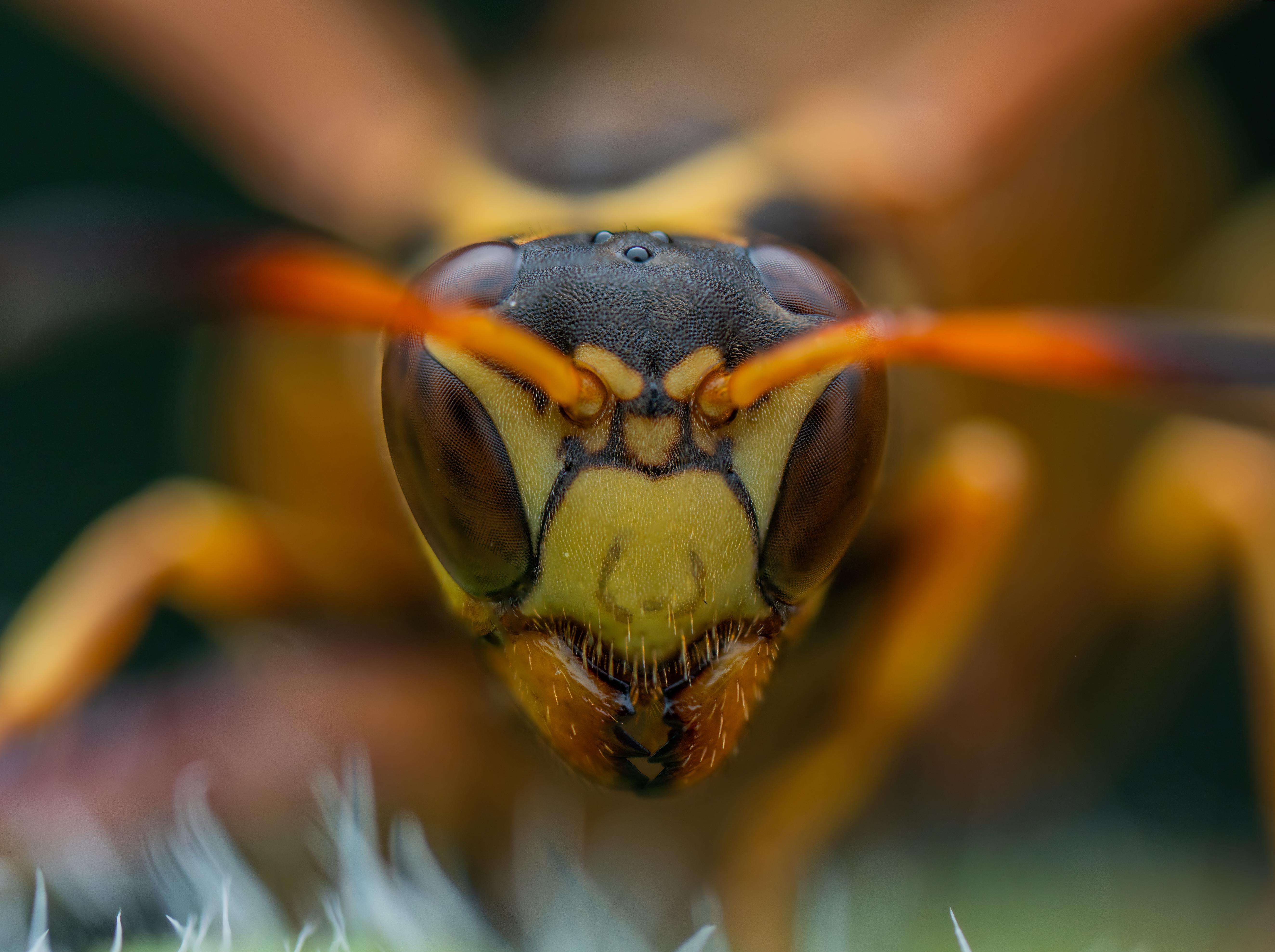 Paper Wasp | Scrolller