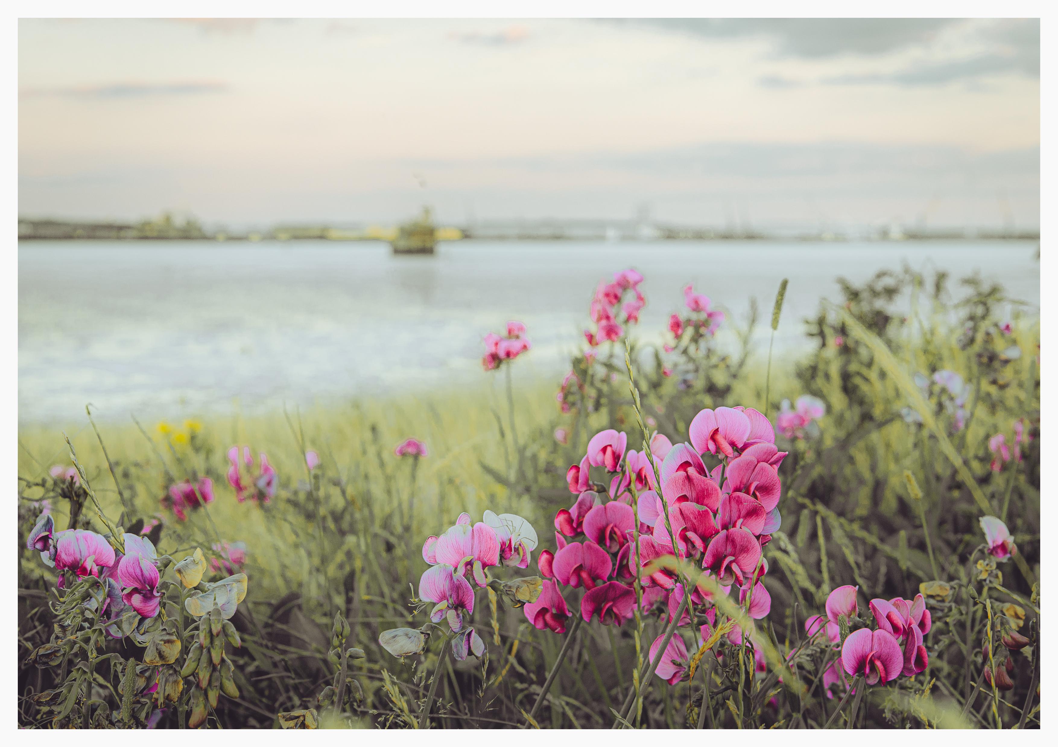 [OC] Battery n Bloom | Scrolller