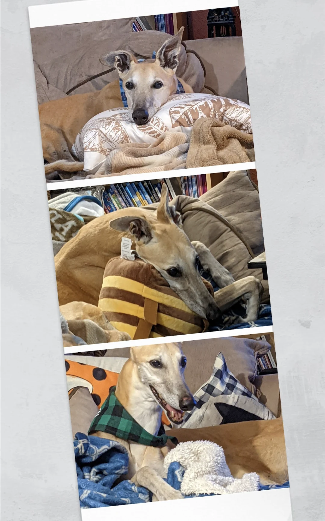 Memories | Scrolller