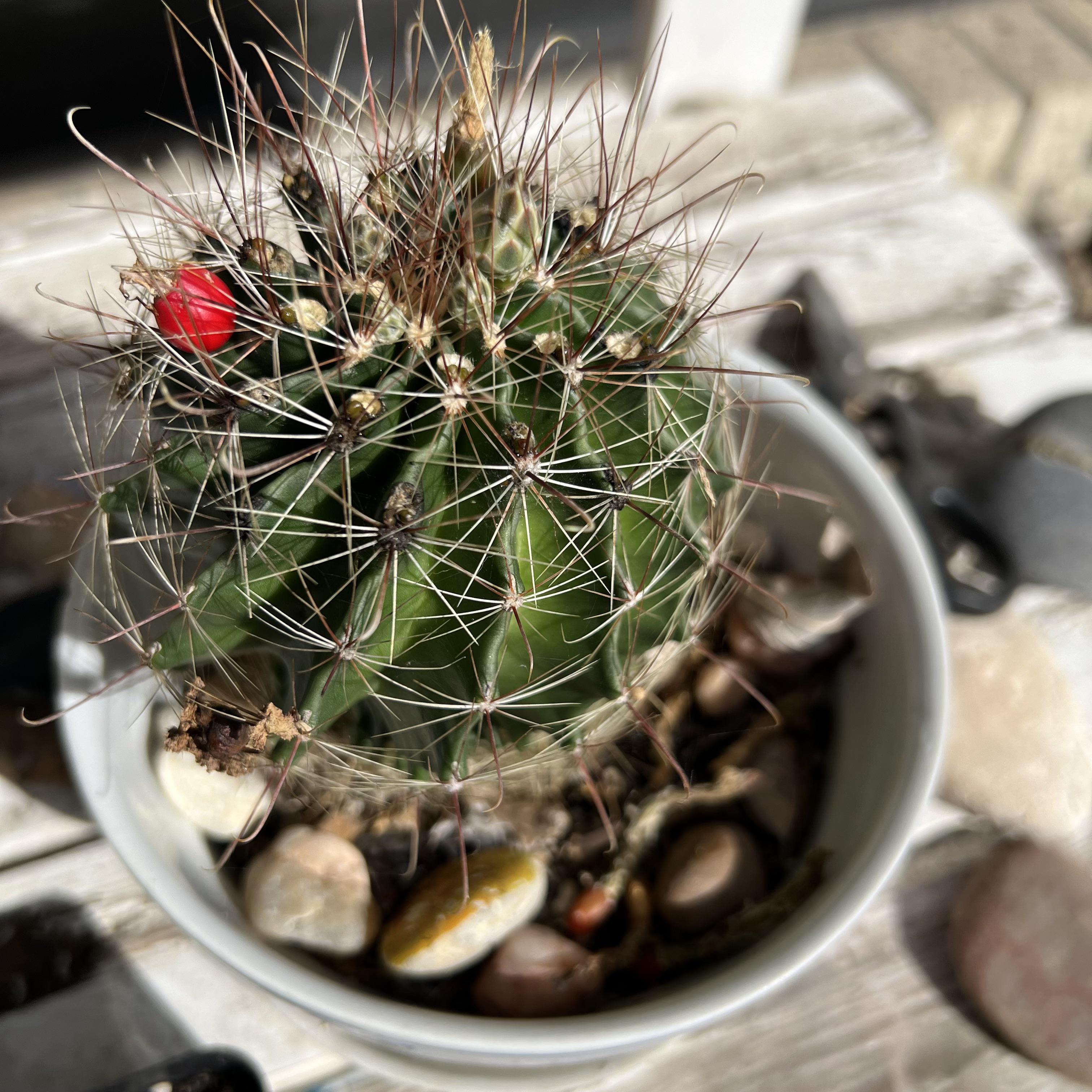 Growing from seed? | Scrolller