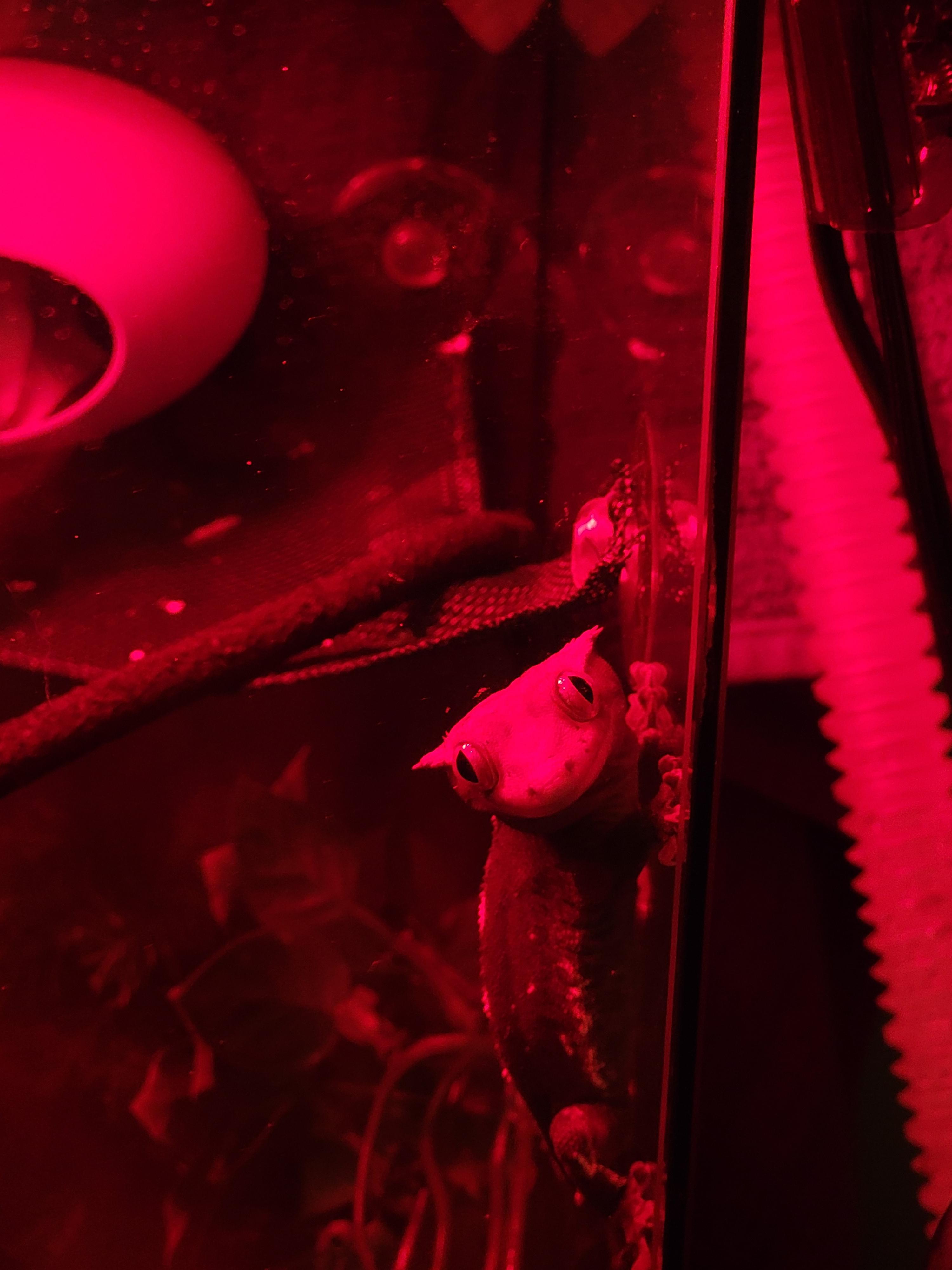 my derpy boy | Scrolller