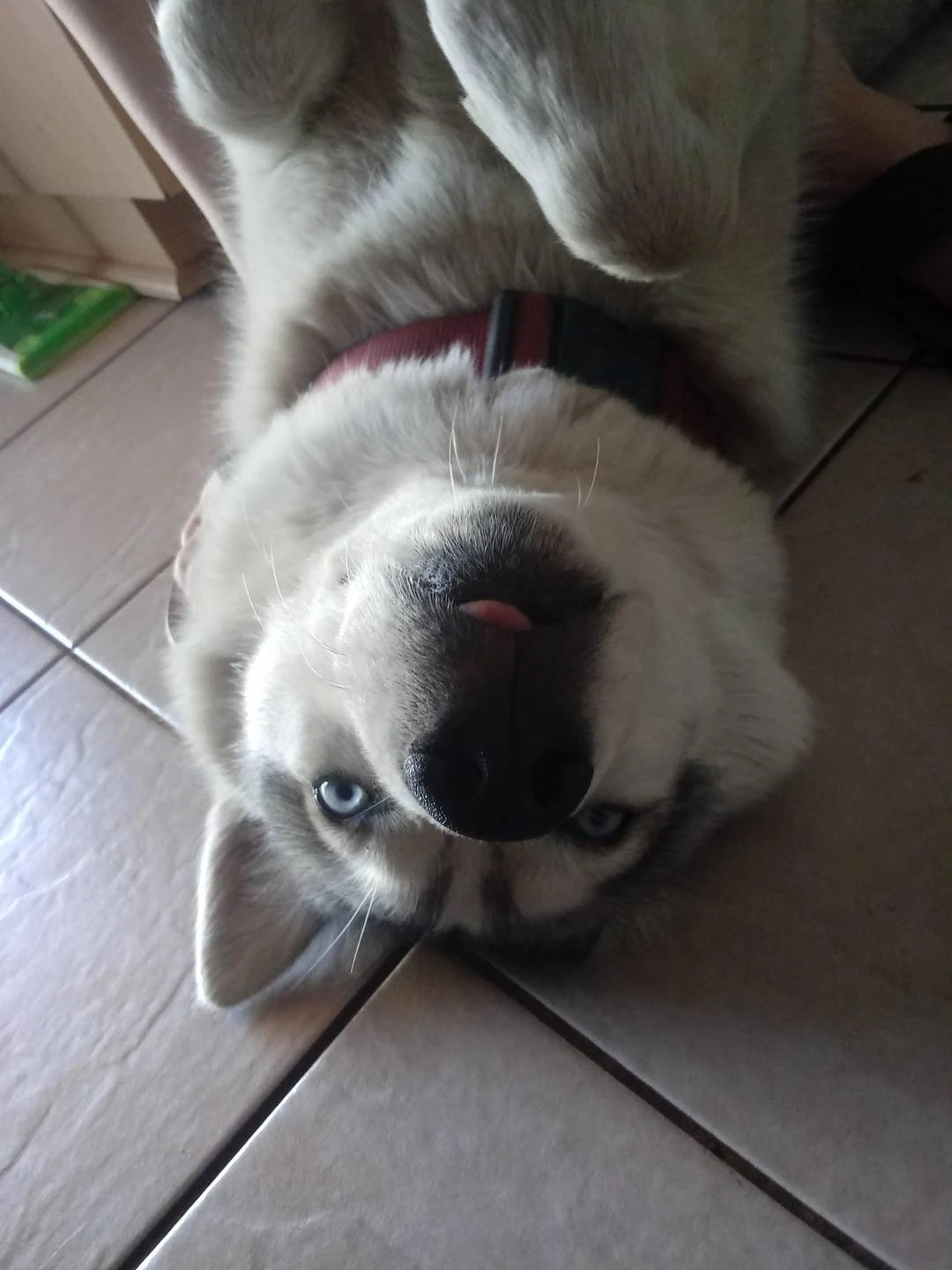 Return of the broken husky | Scrolller