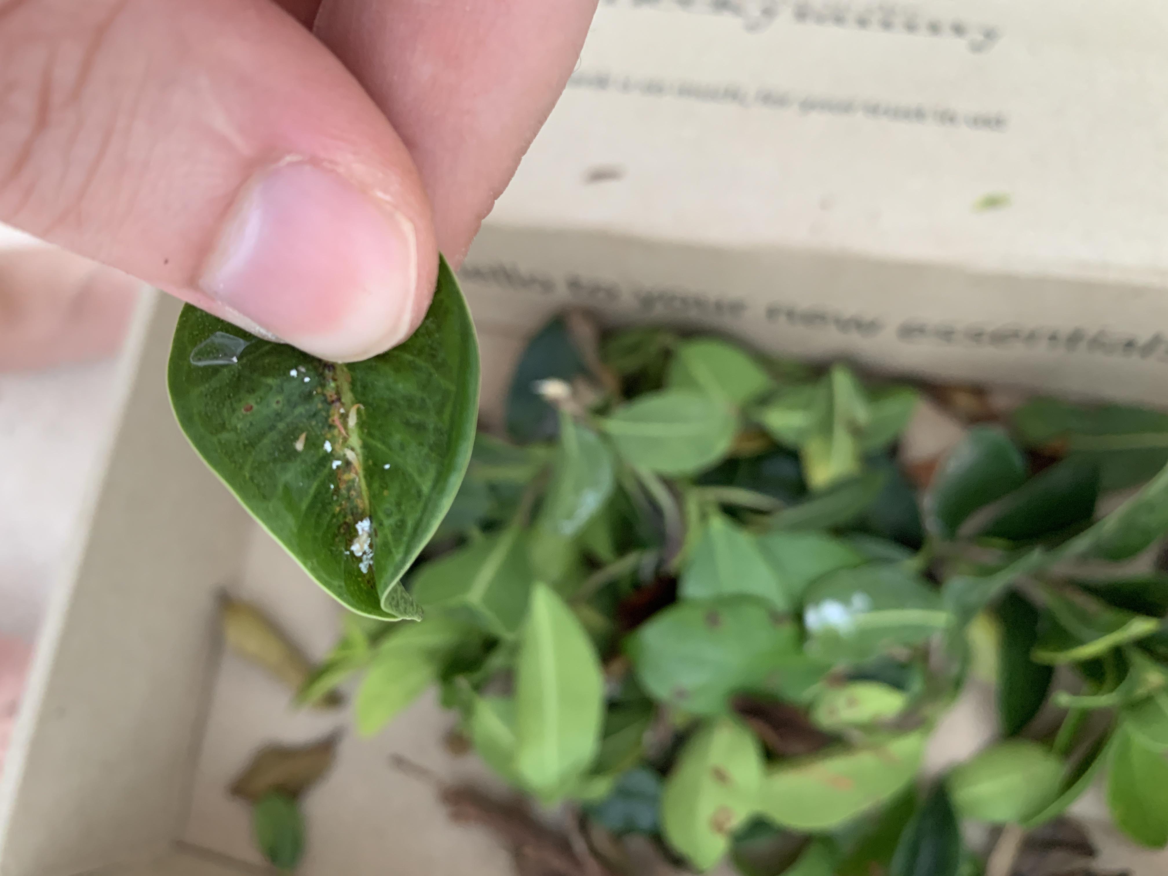 Help me identify these white insects on my Ficus | Scrolller