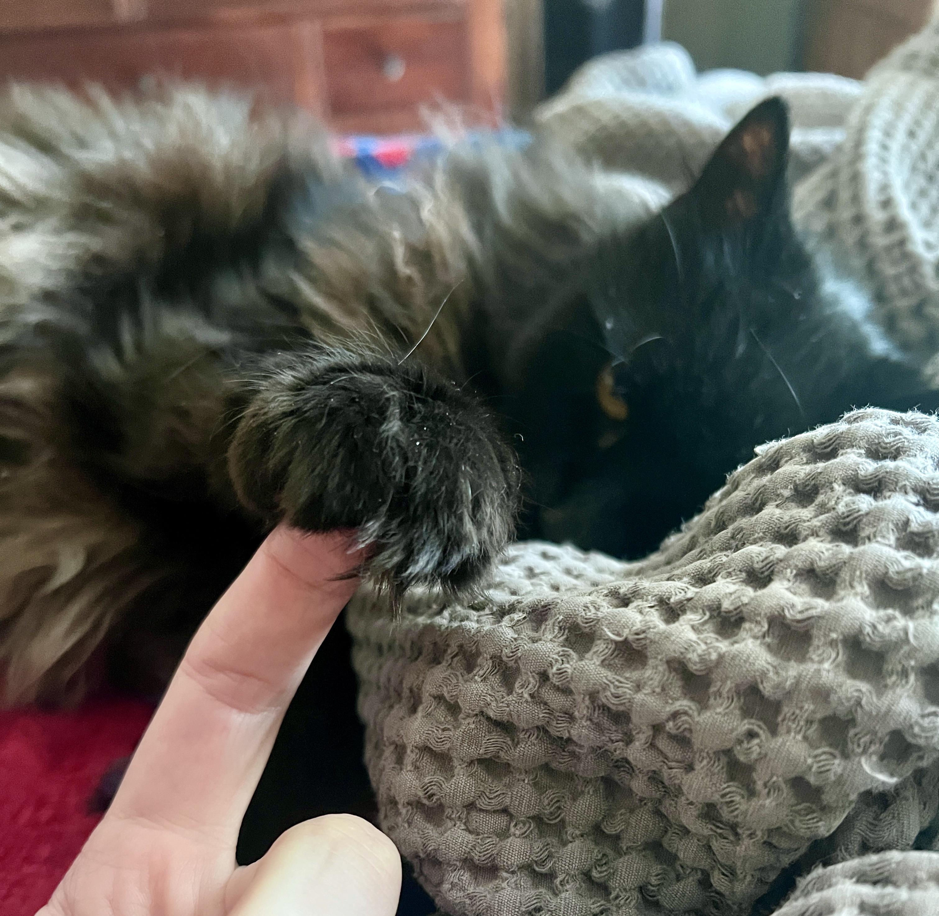 Percival does a squeezy-paw | Scrolller