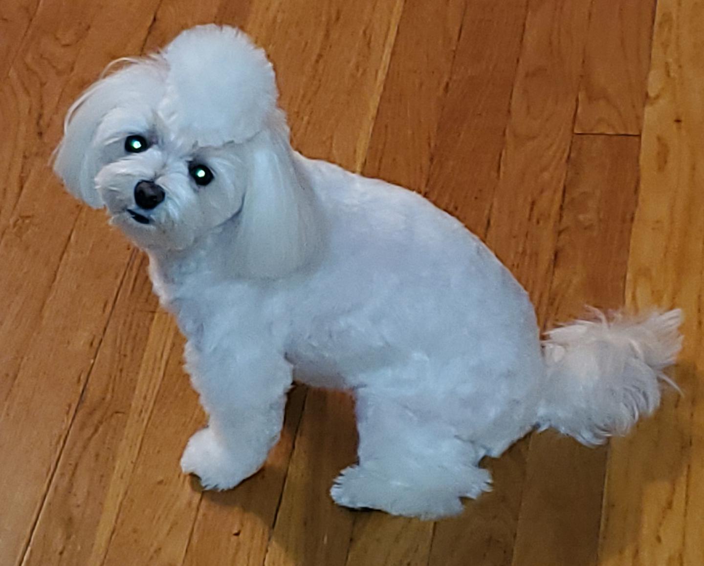 Dory after her groom today! 🐾💕 | Scrolller