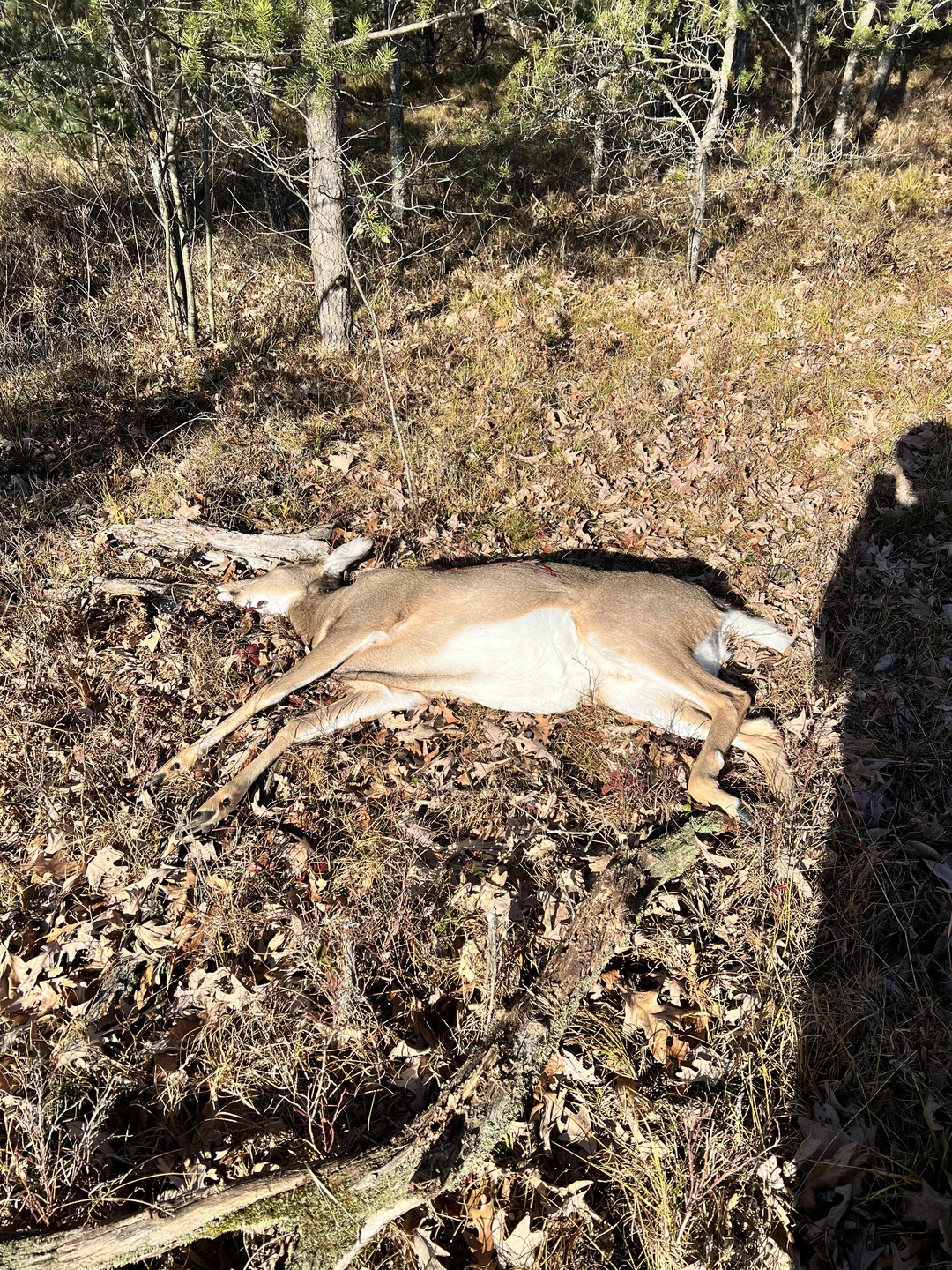 First deer | Scrolller
