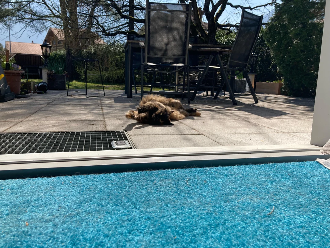 Our Maine coon Pudding sunning herself on the ground outside. | Scrolller