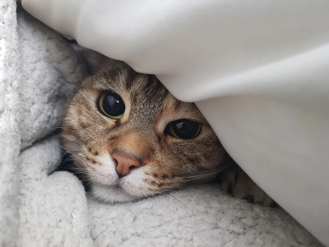 I disturbed her nap | Scrolller