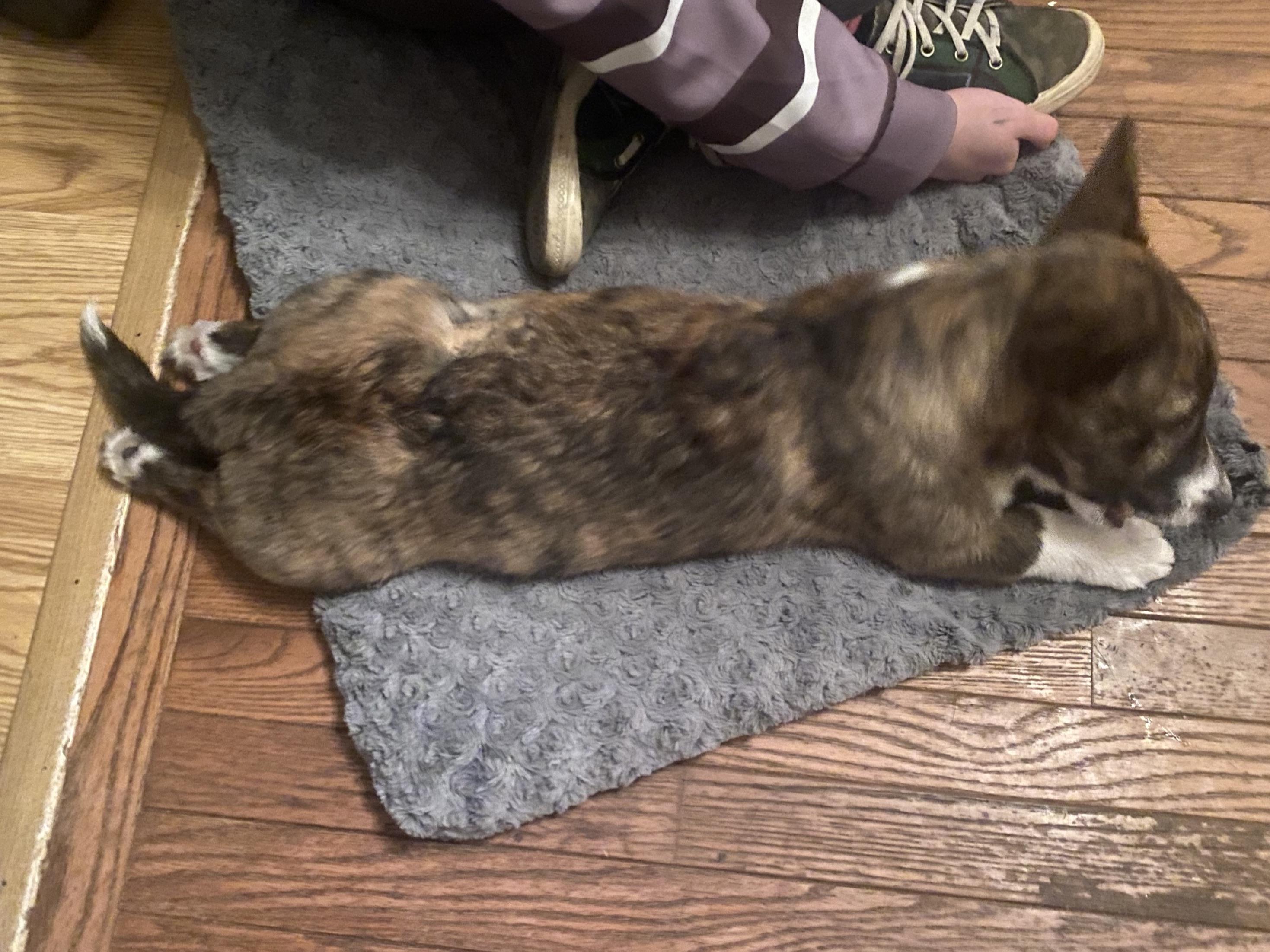 Bowsers first sploot | Scrolller