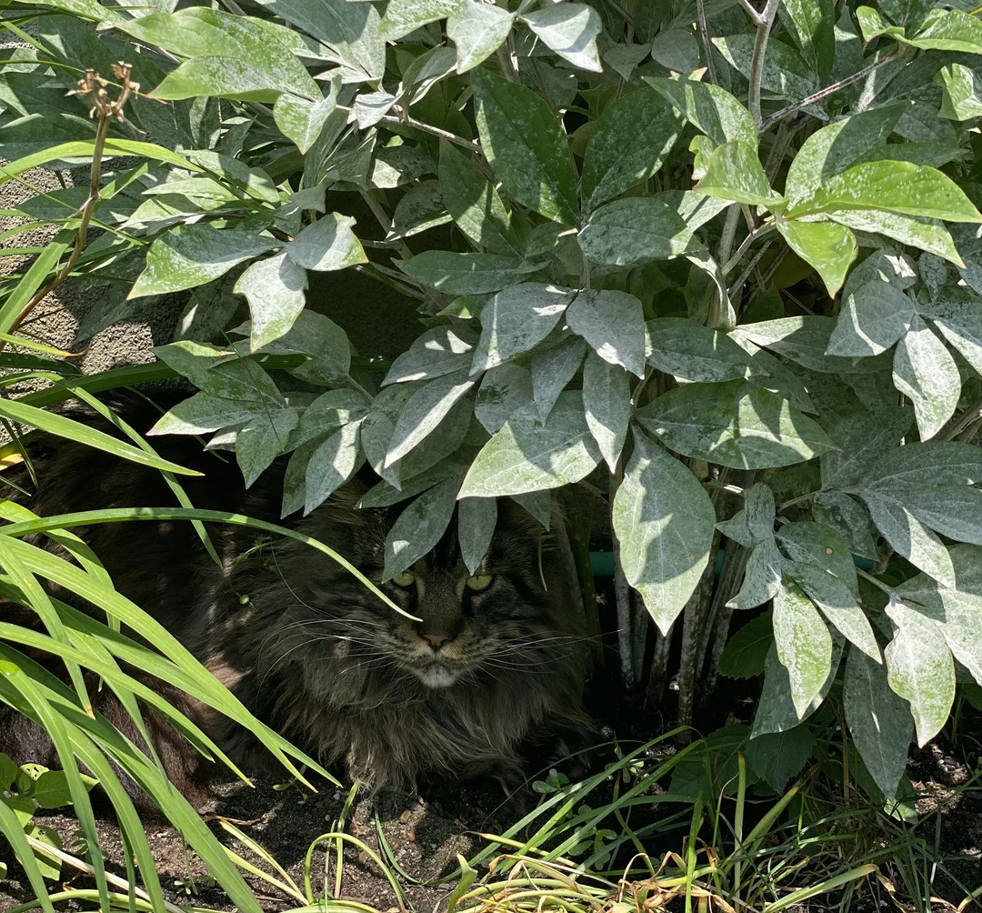 staying cool in the summer heat | Scrolller