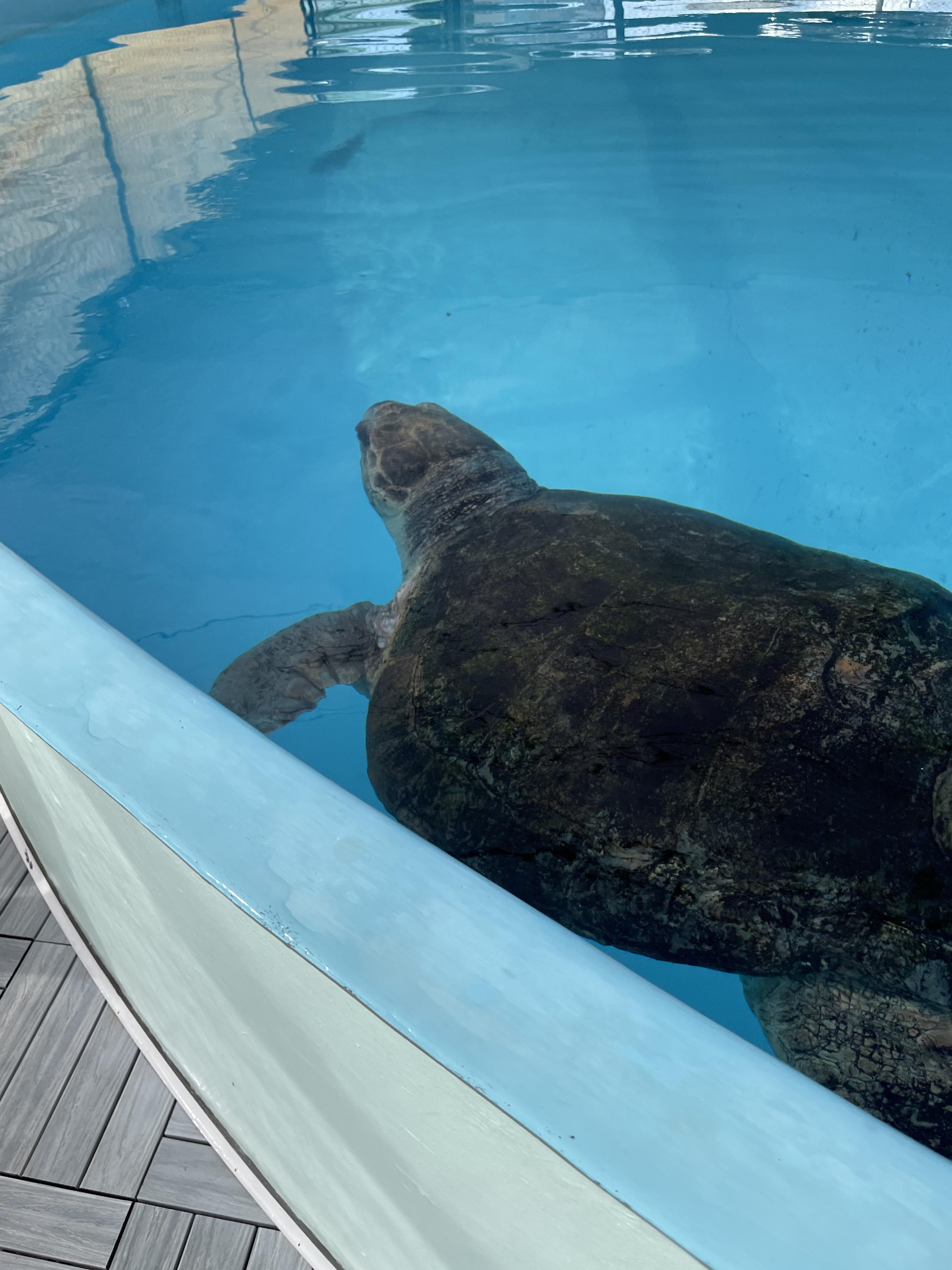 [OC] Turtle Rescue in Marathon FL | Scrolller