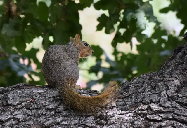 One of my favorite squirrels | Scrolller