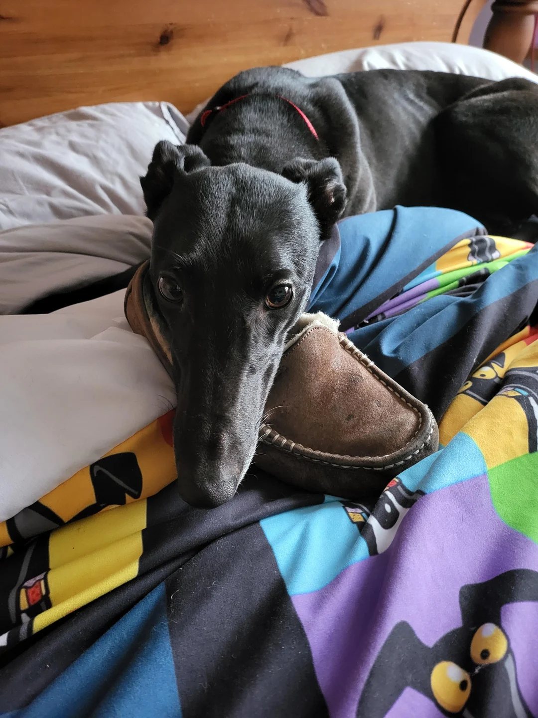 Caught Red Pawed | Scrolller