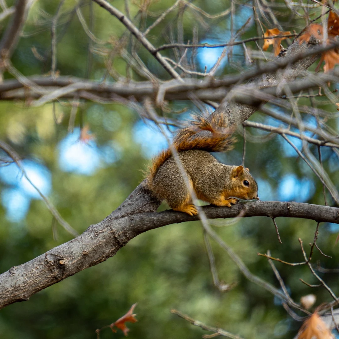 Little Fox Squirrel | Scrolller