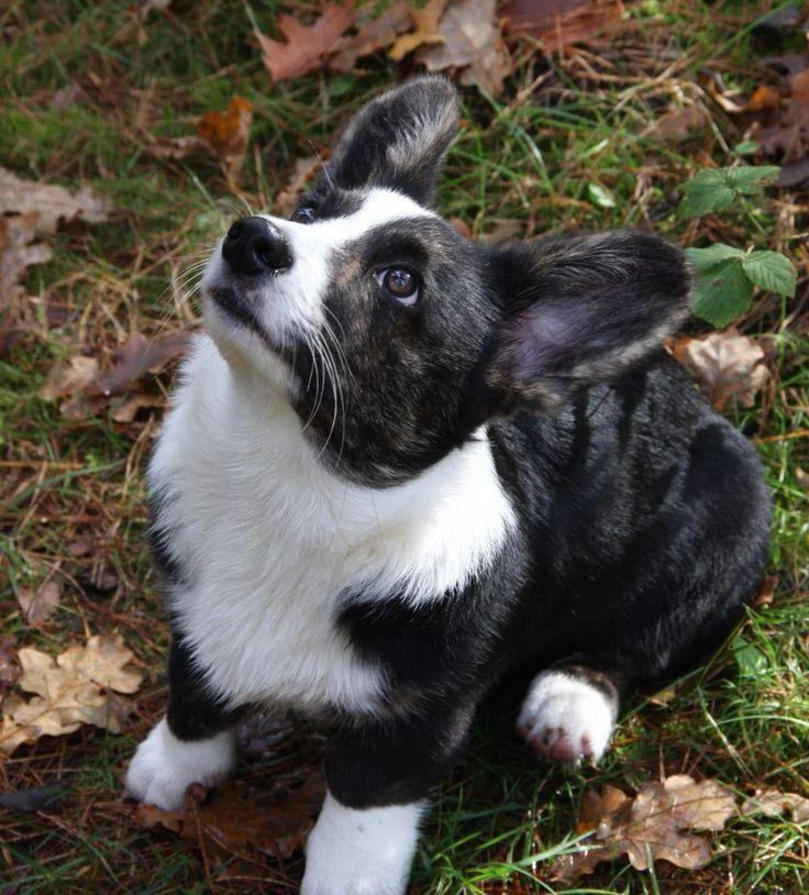 This Cute Welsh Corgi 🐶 | Scrolller