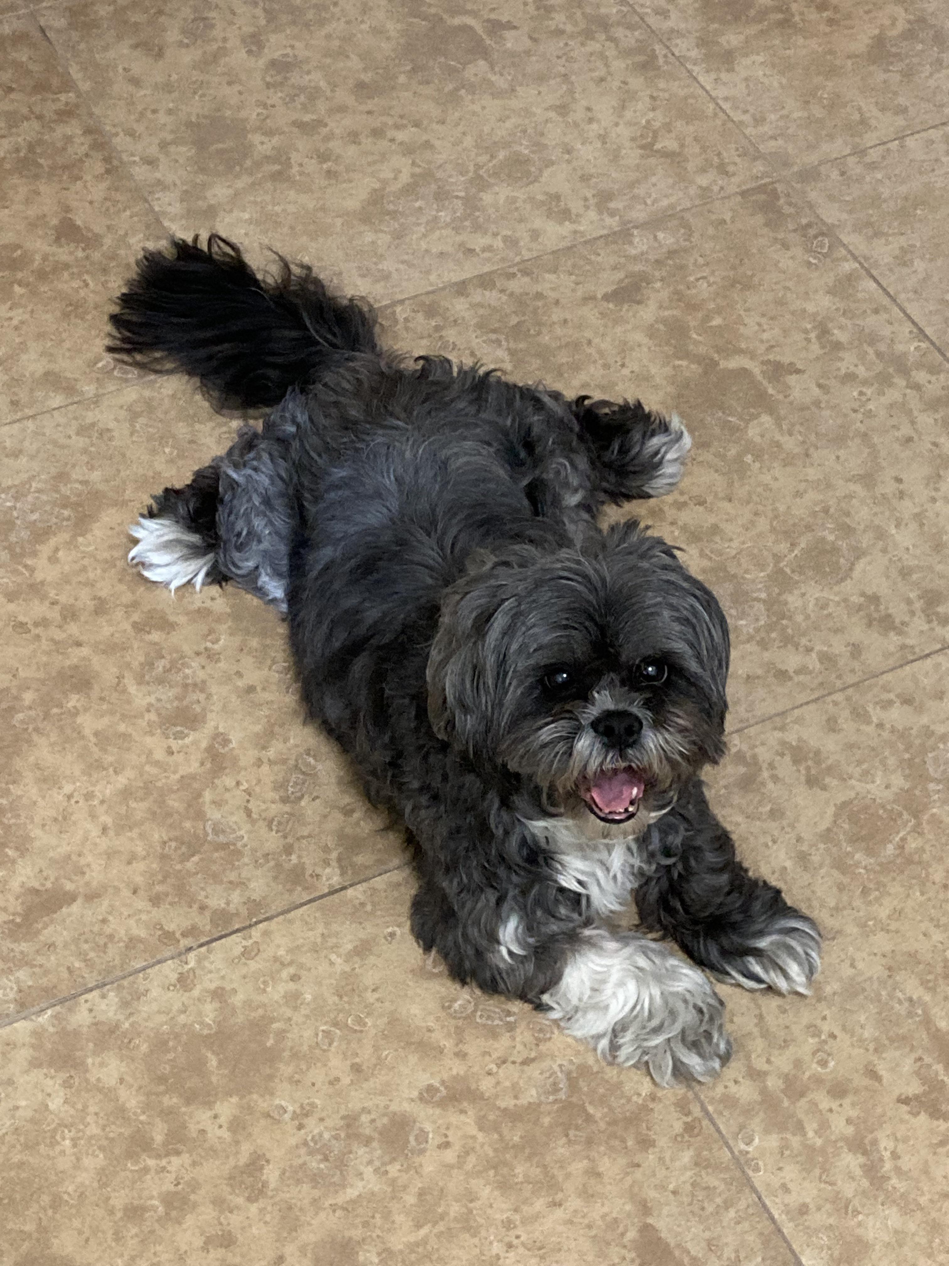 Modified Sploot | Scrolller