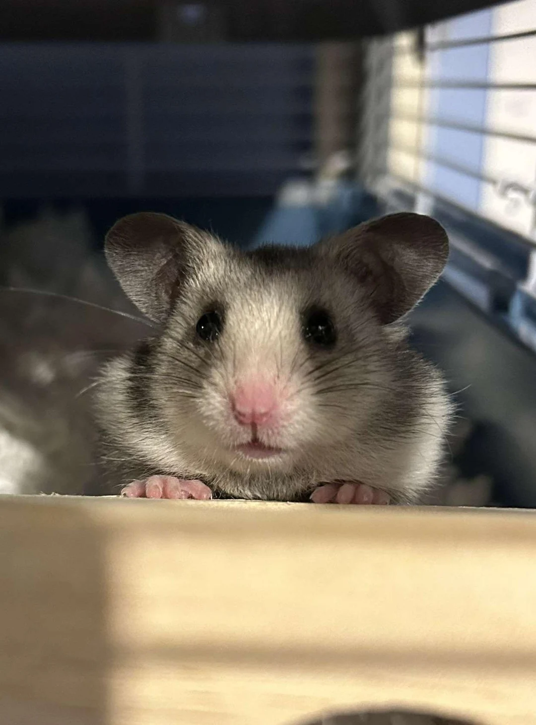 Meet Gus :) | Scrolller