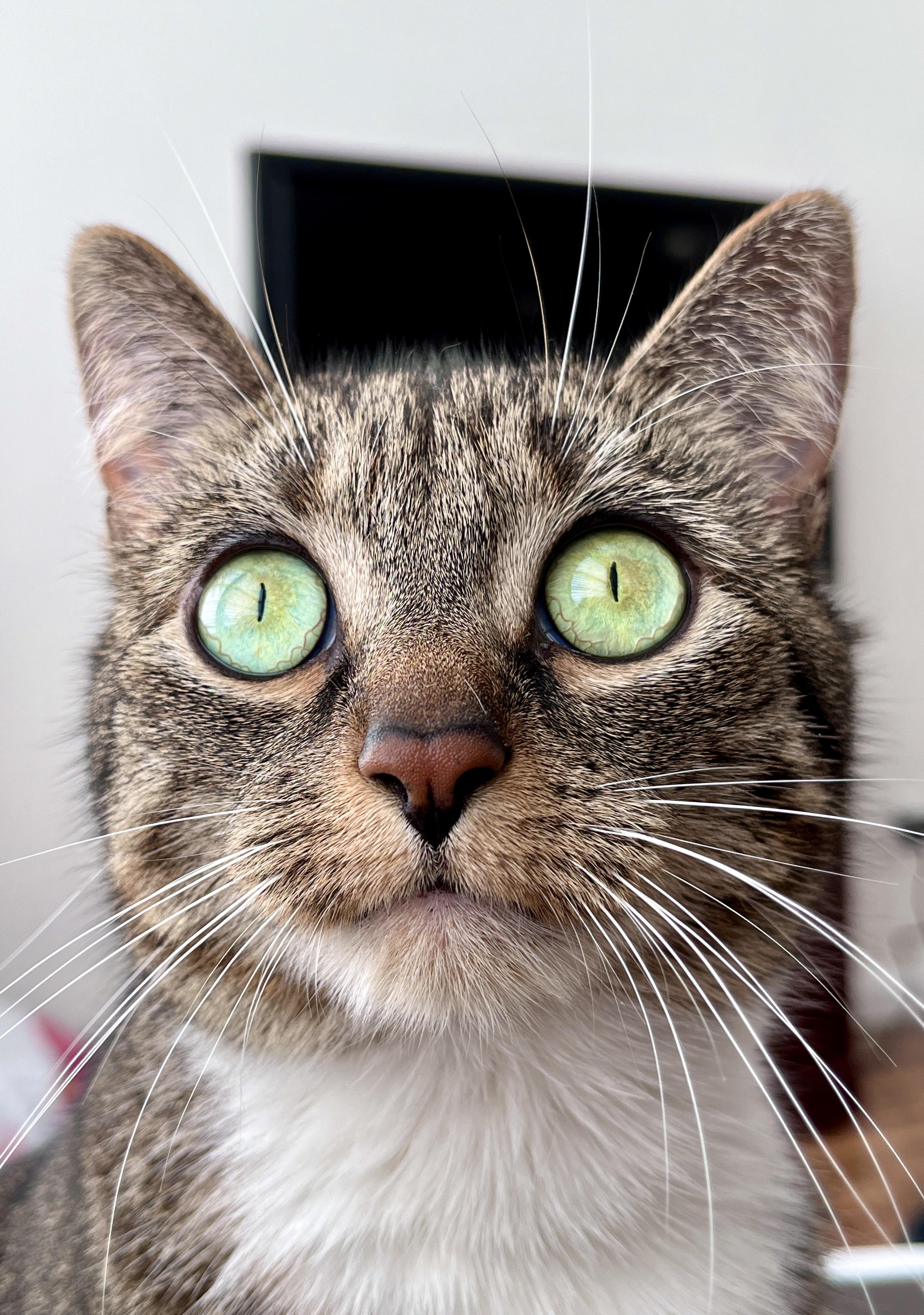 green eyed girly! | Scrolller