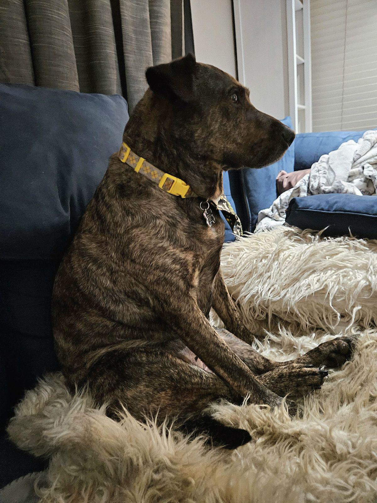 Pippa sits on the couch like an 8-year-old watching Saturday morning cartoons | Scrolller