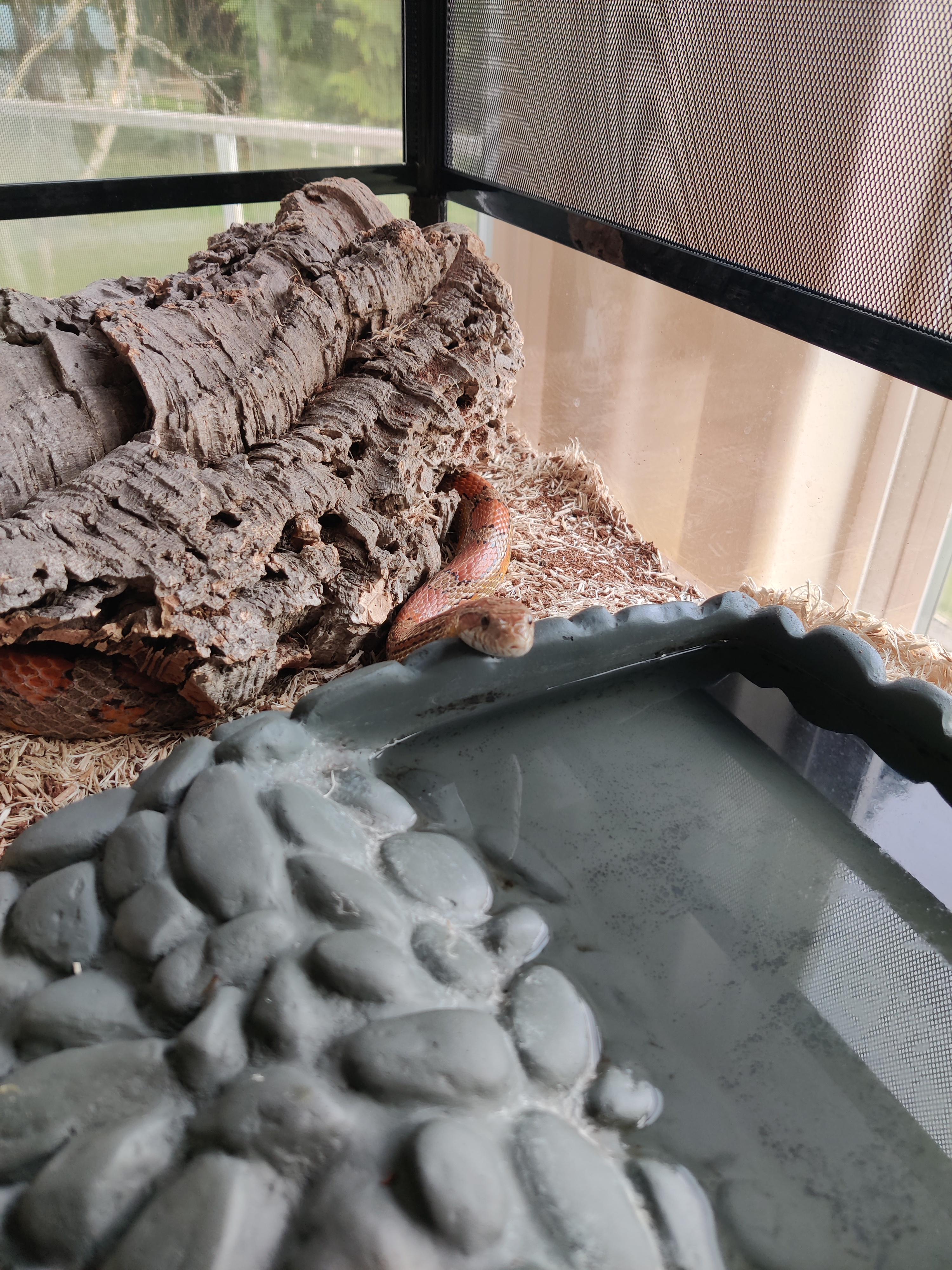 Discover more like Snakes: Advice on rehoming my corn snake and Related ...