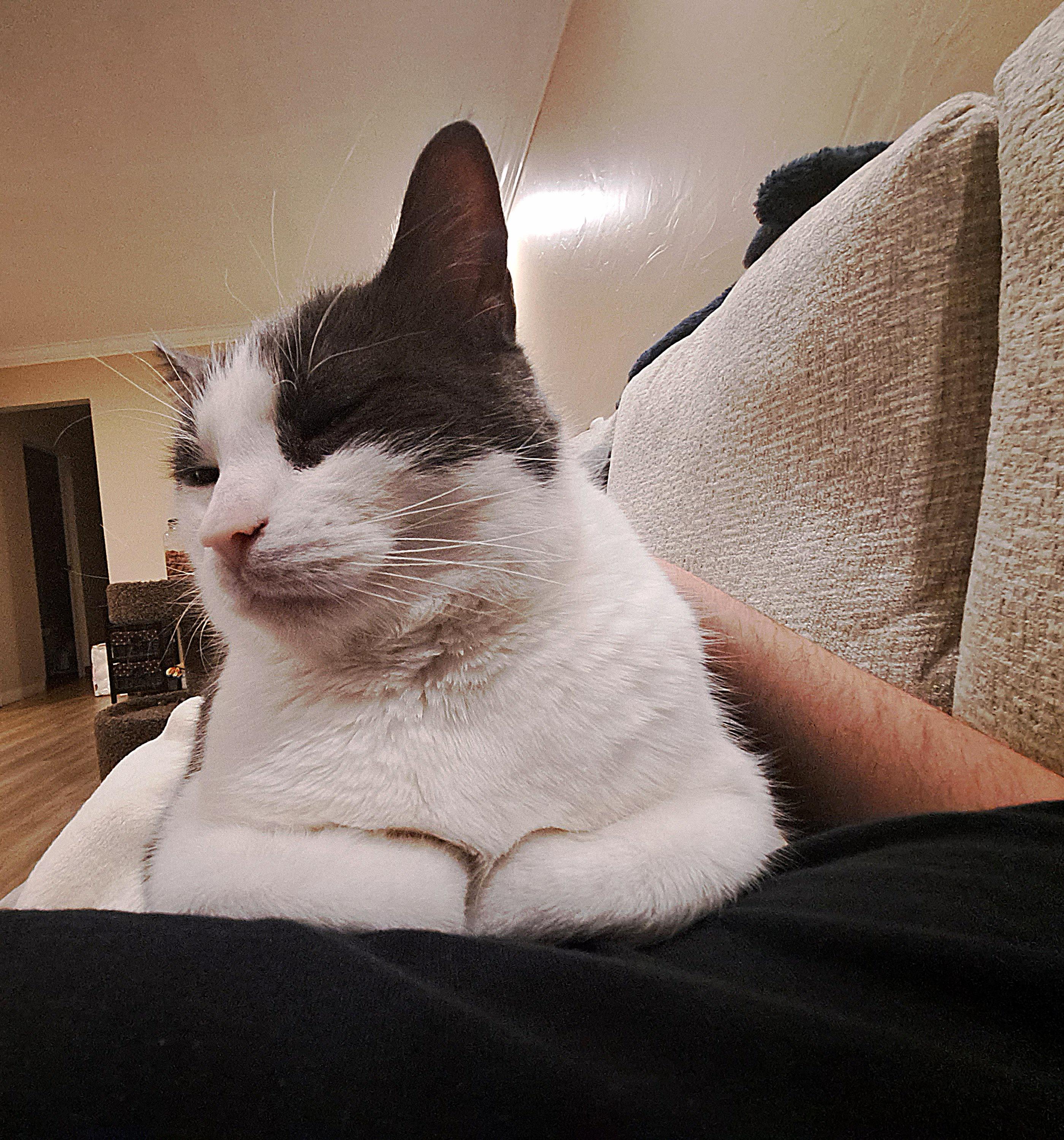 My cat wants cuddles! | Scrolller