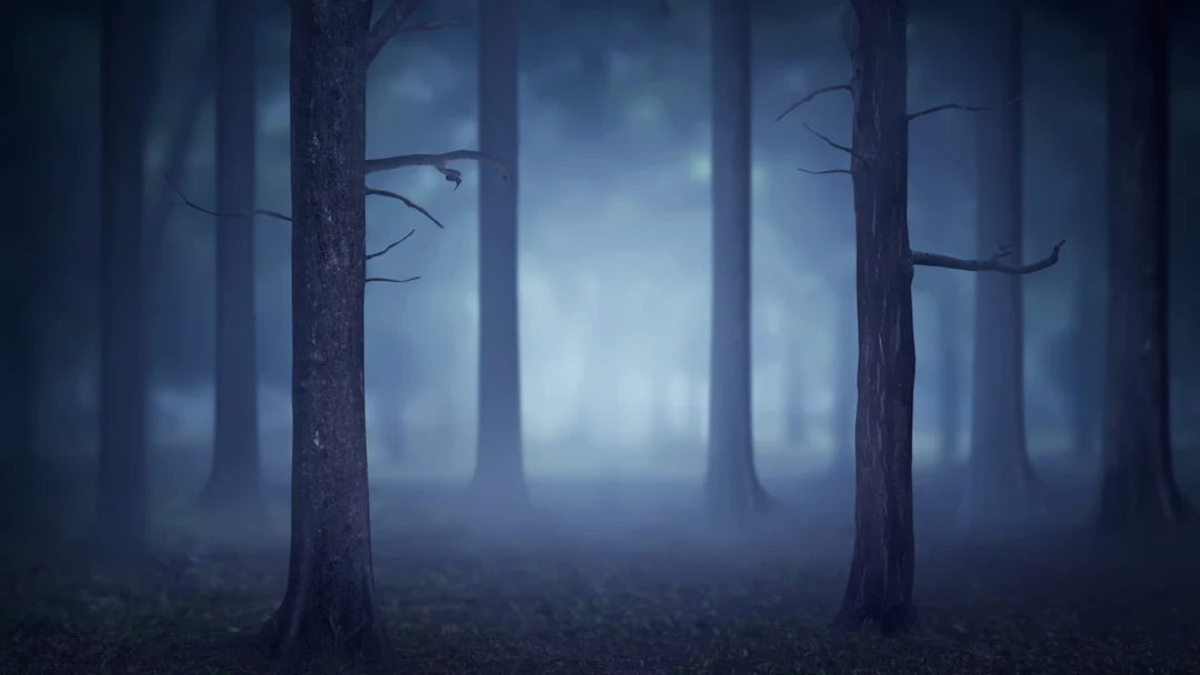 Forest with lots of trees and fog(1920*1080) | Scrolller