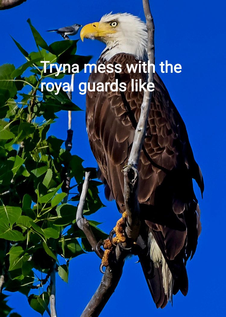 If America had royal guards | Scrolller