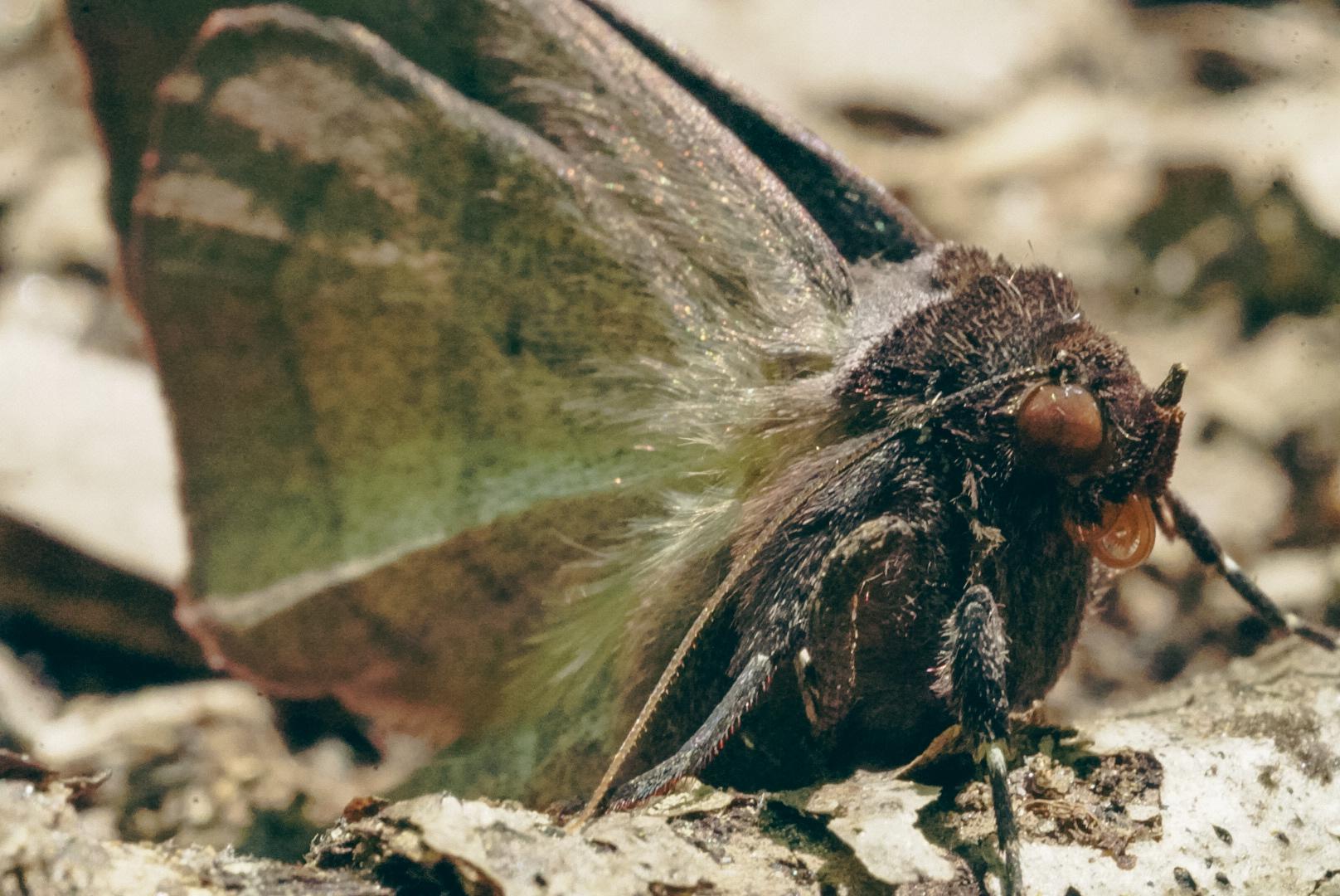 Moths,man. | Scrolller