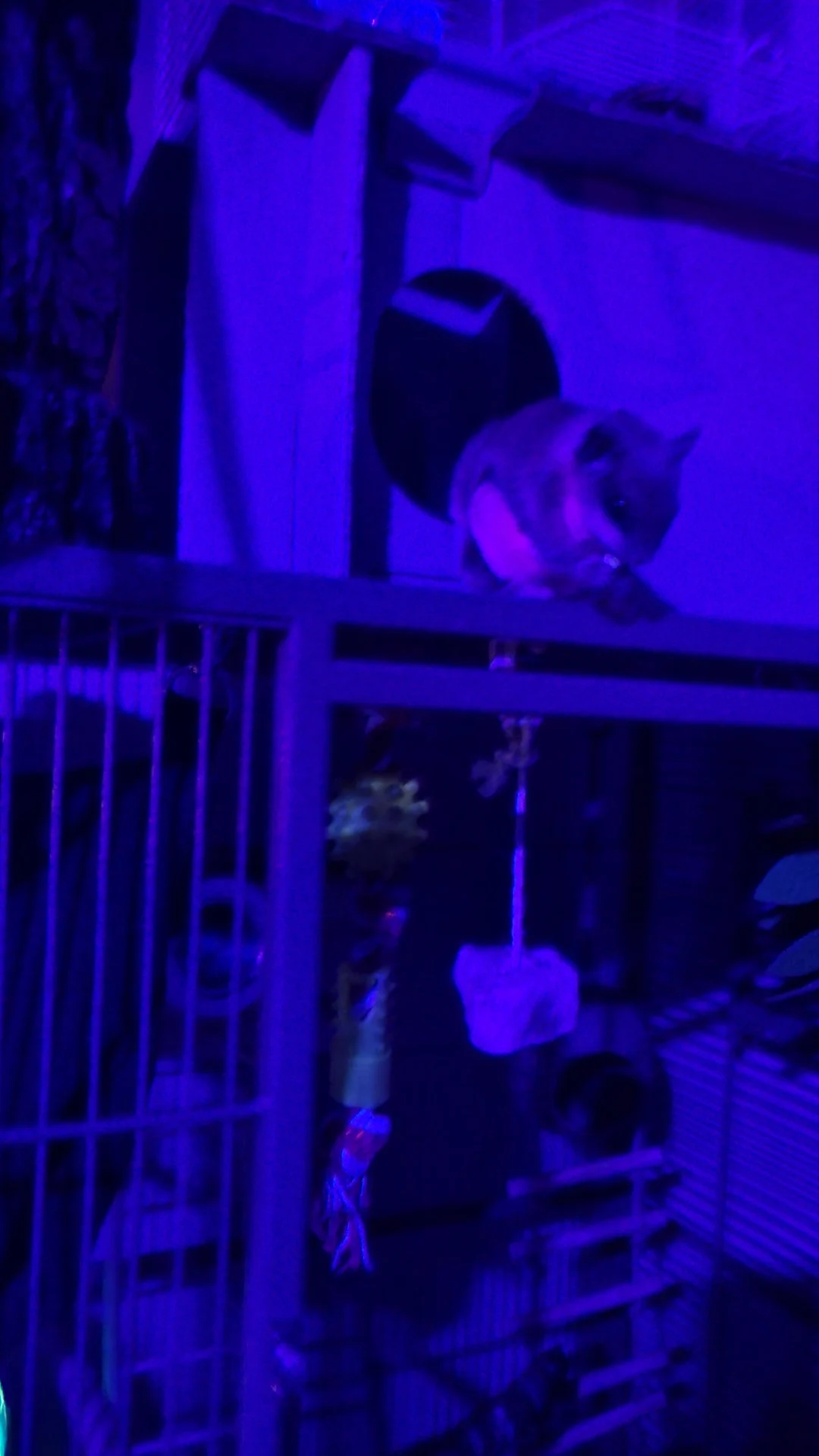 Cooked or raw? | Scrolller