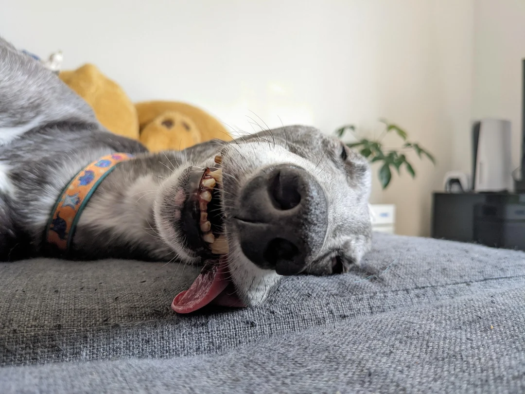 Joey is a graceful sleeper. | Scrolller